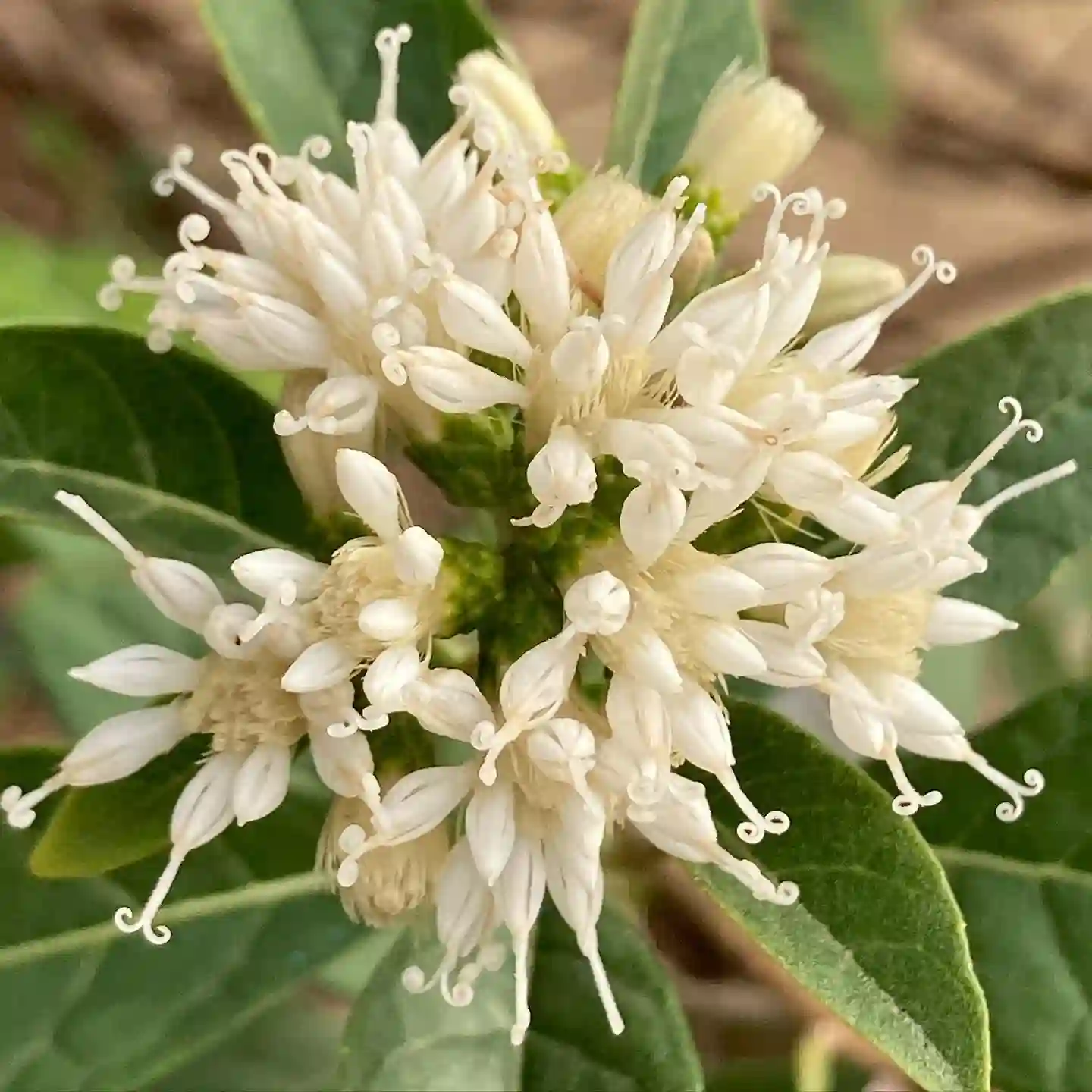 Plant FAQs: Vernonia Amygdalina - Bitter Leaf - Gymnanthemum Amygdalinum