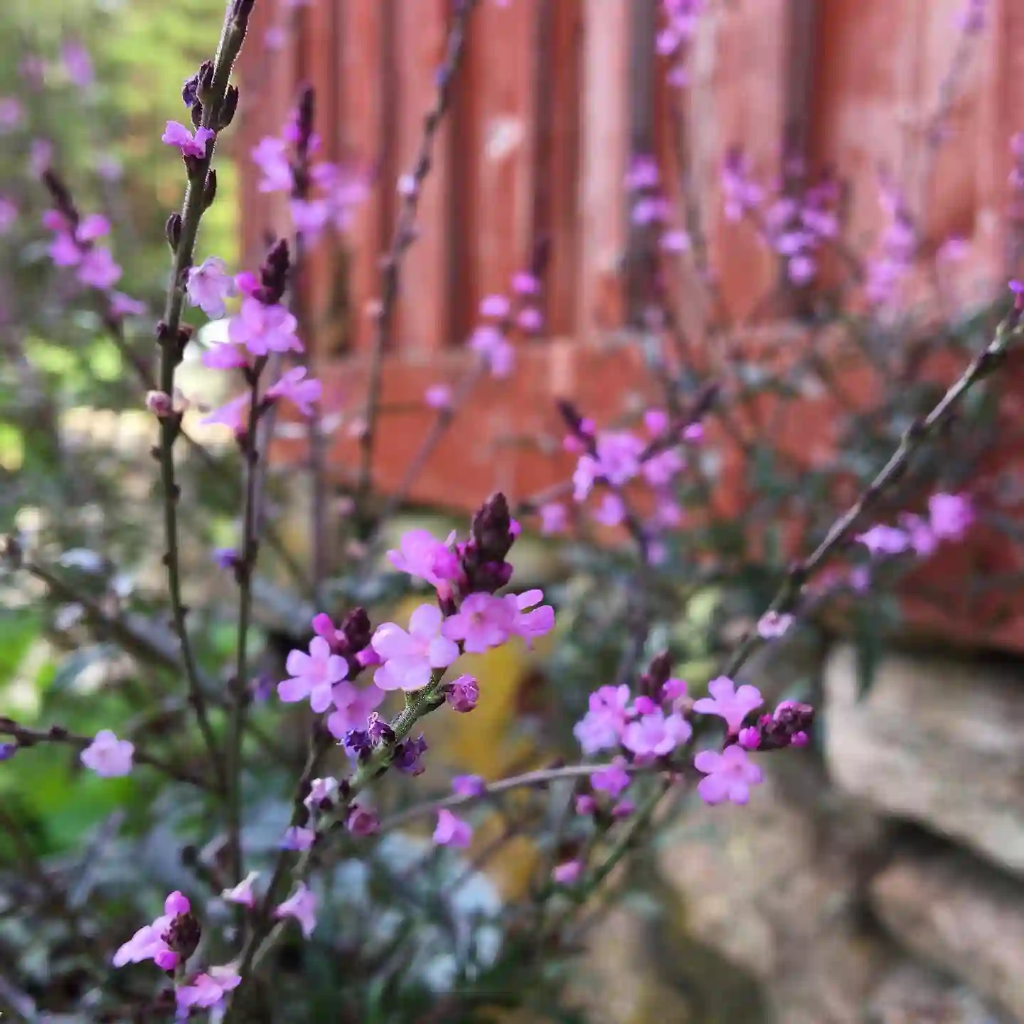 Plant FAQs: Vervain - Verbena Officinalis