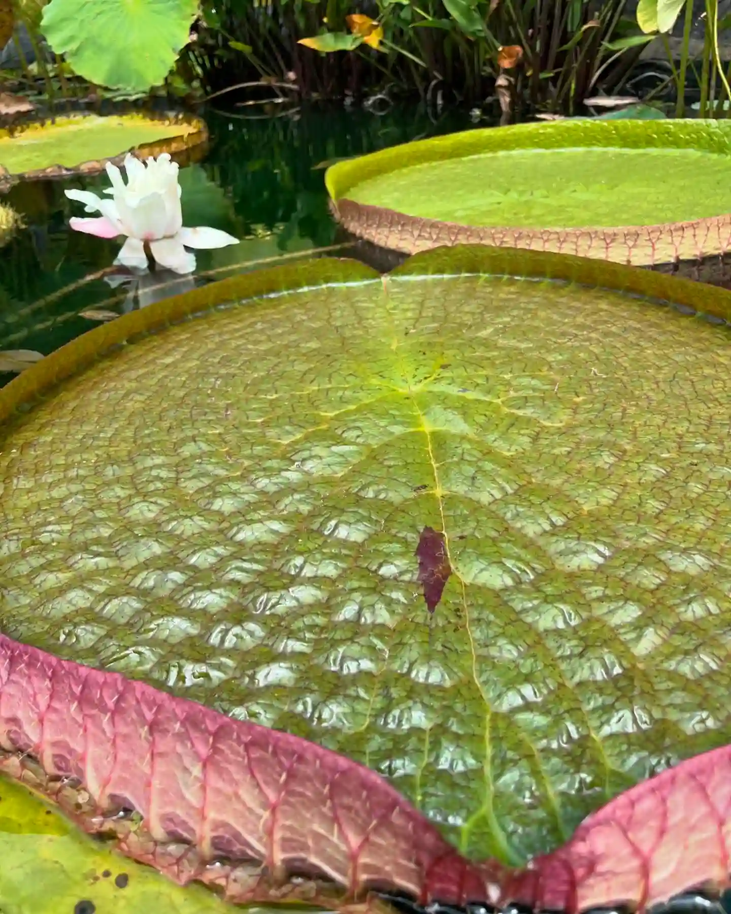 Plant FAQs: Amazon Water Lily - Victoria Amazonica