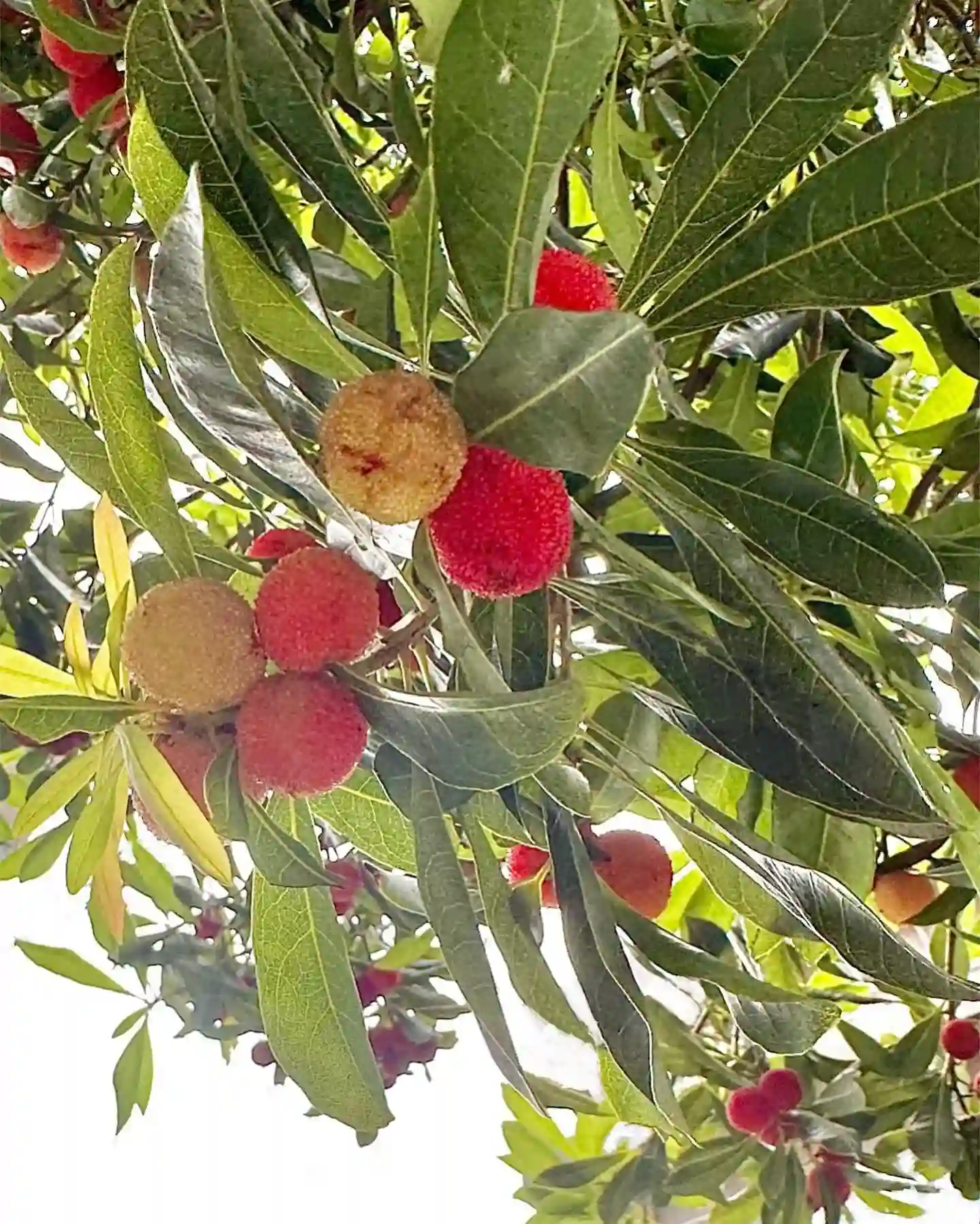 Plant FAQs: Wax Myrtle - Myrica Cerifera - Southern Bayberry - Candleberry