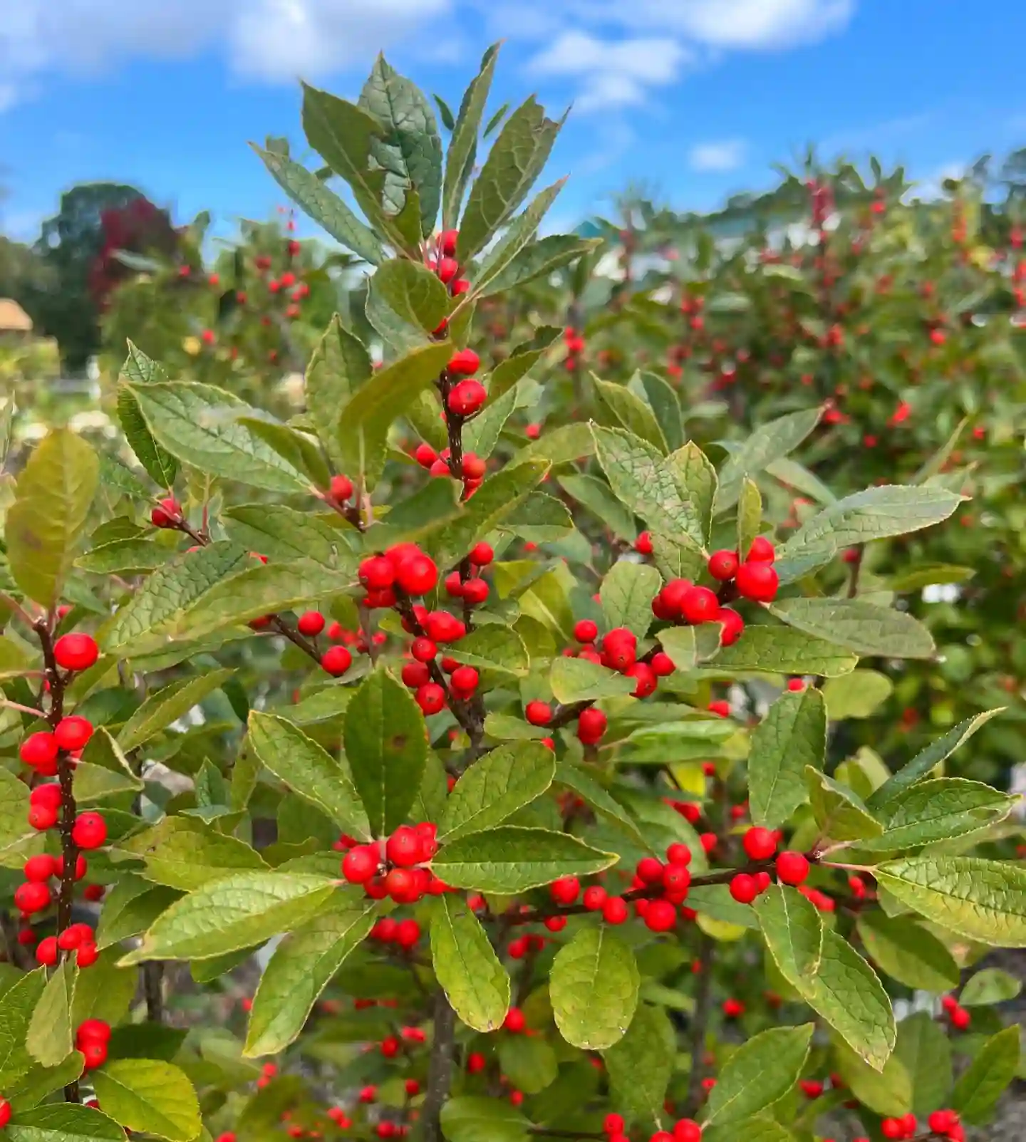 Plant FAQs: Winterberry - Ilex Verticillata