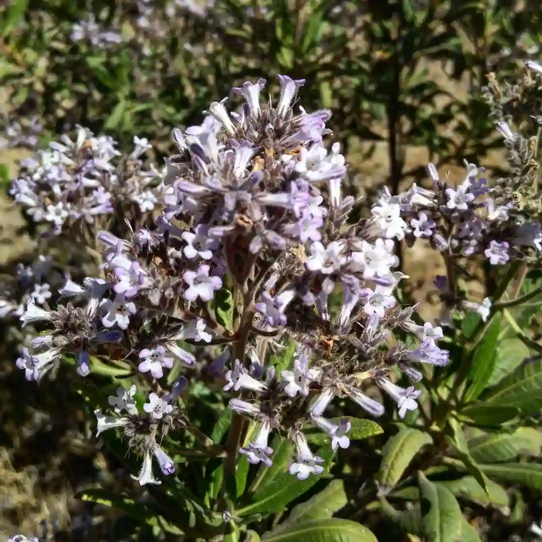 Plant FAQs: Yerba Santa - Eriodictyon Californicum
