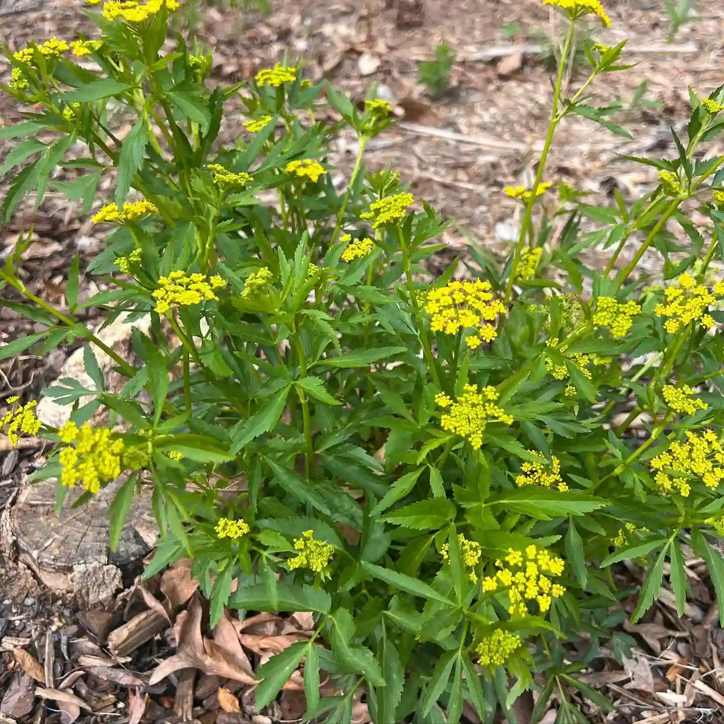 Plant FAQs: Zizia Aurea