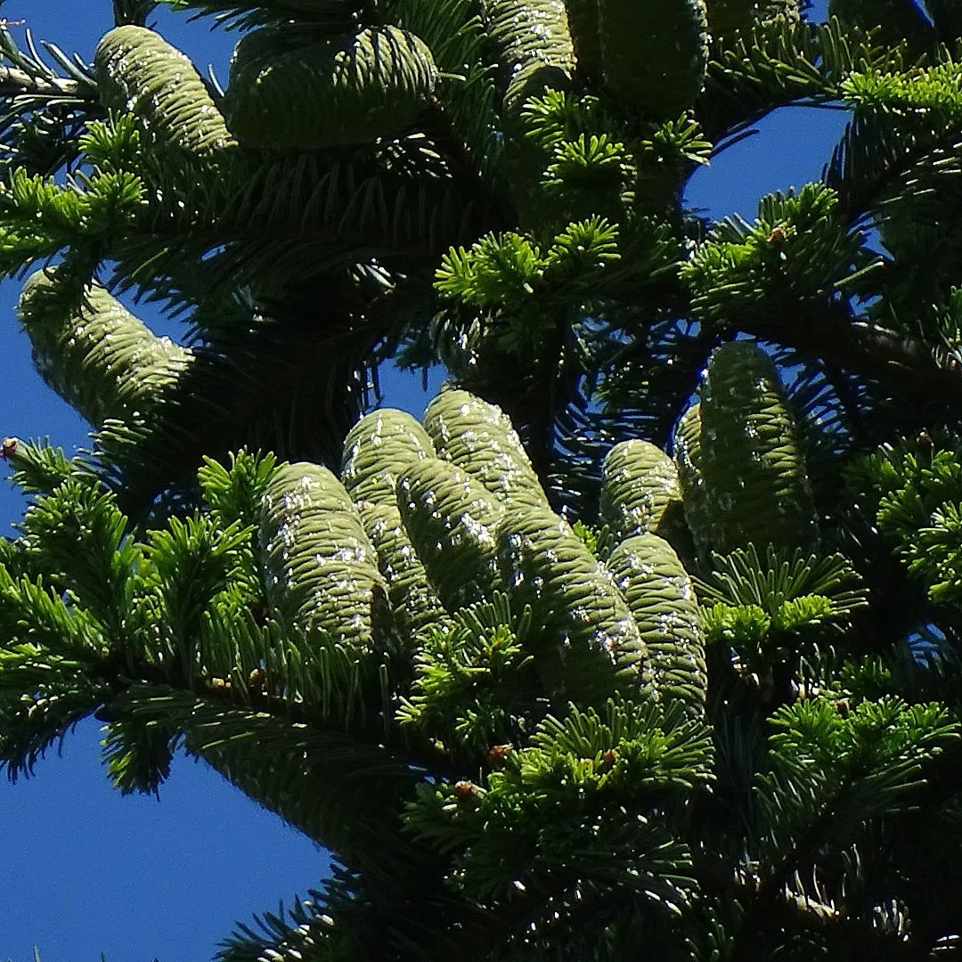 Plant FAQs: Abies Grandis - Grand Fir