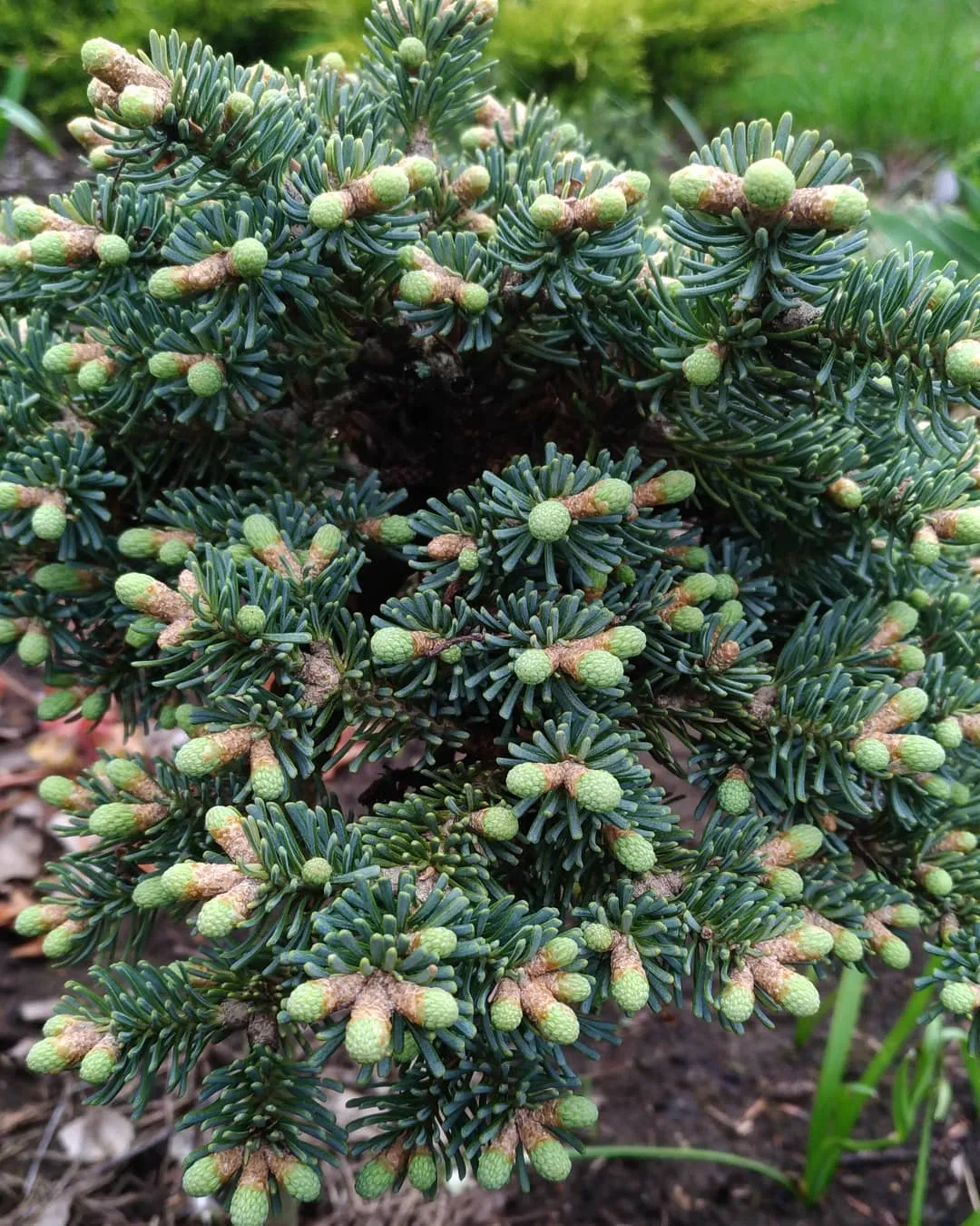 Plant FAQs: Abies Lasiocarpa - Subalpine Fir