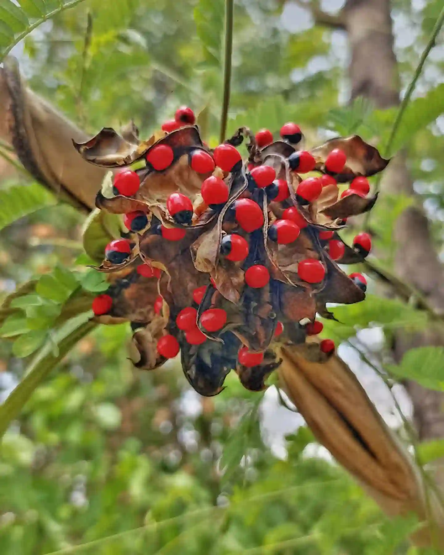 Plant FAQs: Abrus Precatorius - Rosary Pea - Jequirity Bean