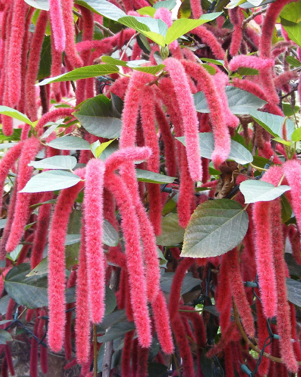 Plant FAQs: Acalypha Hispida - Red Hot Cattail