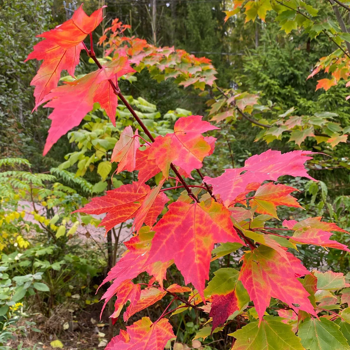 Plant FAQs: Acer x Freemanii - Freeman Maple
