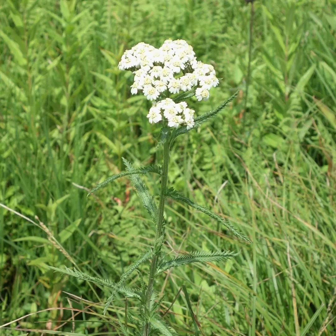 Plant FAQs: Alpine Yarrow - Achillea Alpina