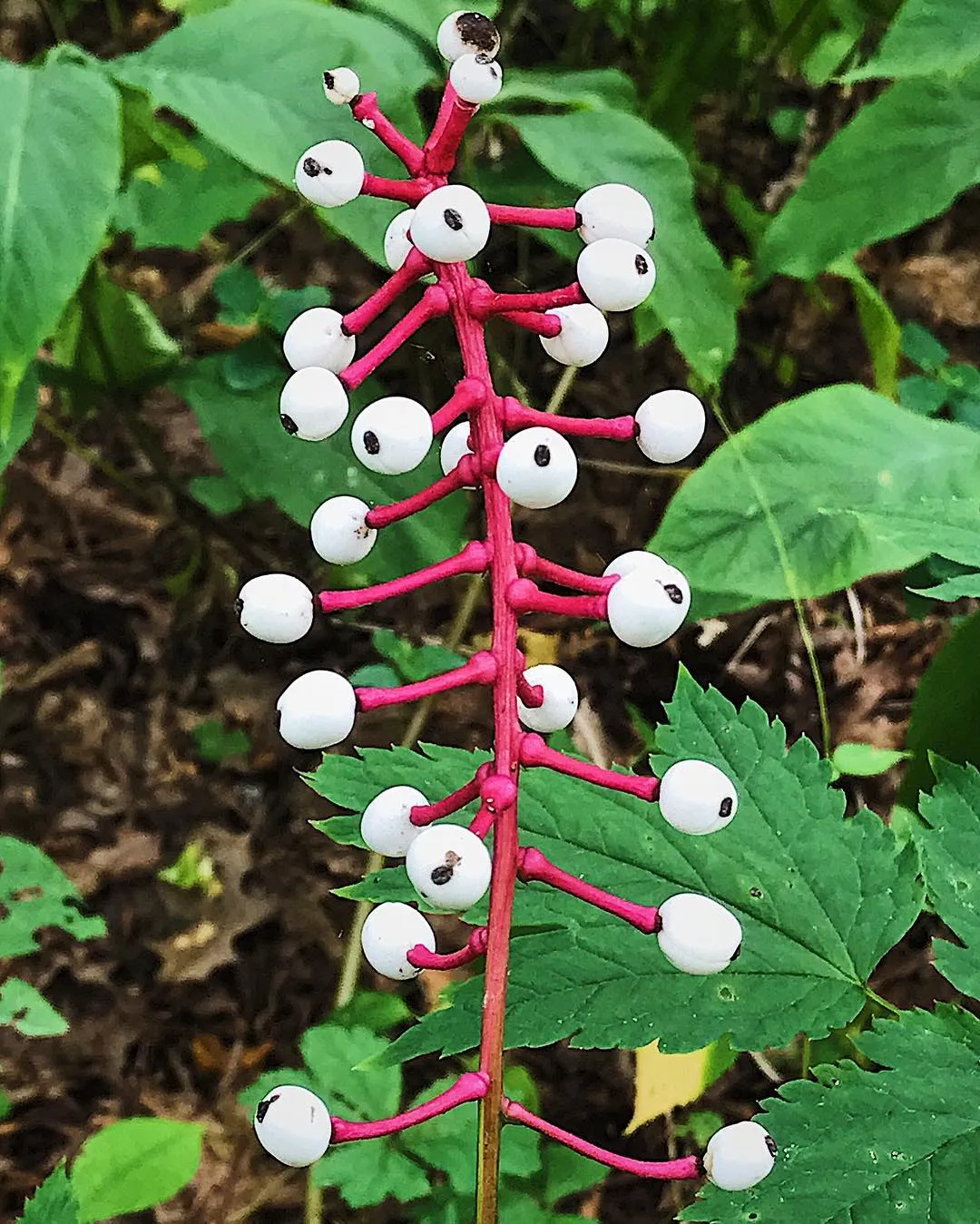 Plant FAQs: Actaea Pachypoda - White Baneberry