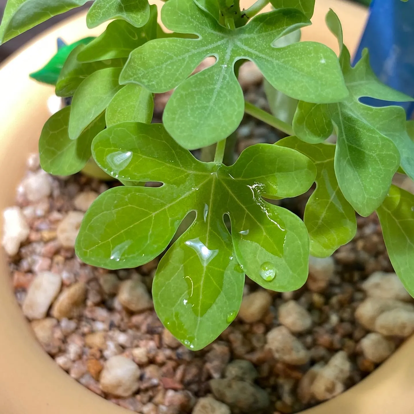 Plant FAQs: Adenia Glauca - Madagascan Spurge - Baobab Succulent