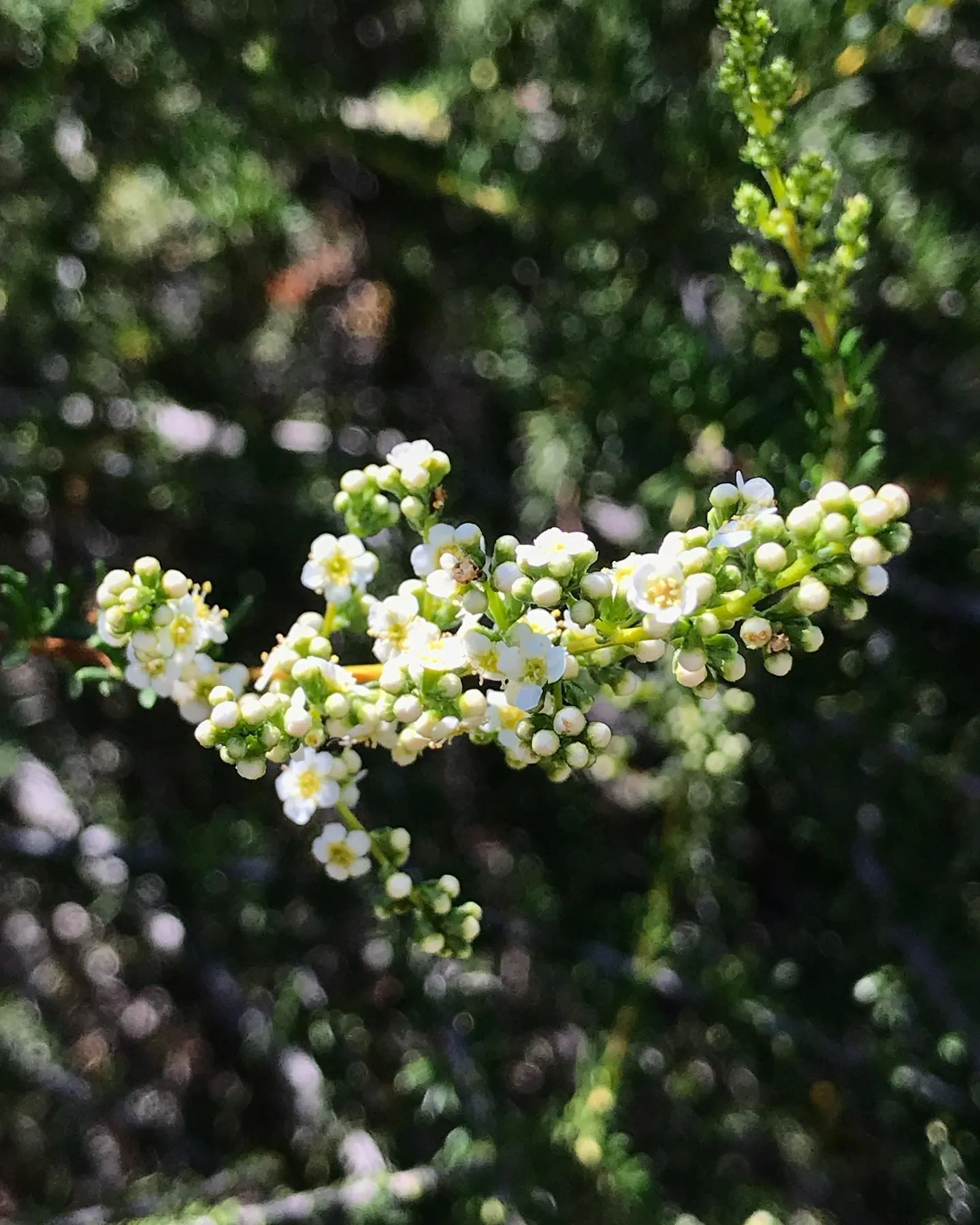 Plant FAQs: Adenostoma Fasciculatum - Red Shank - Chamise