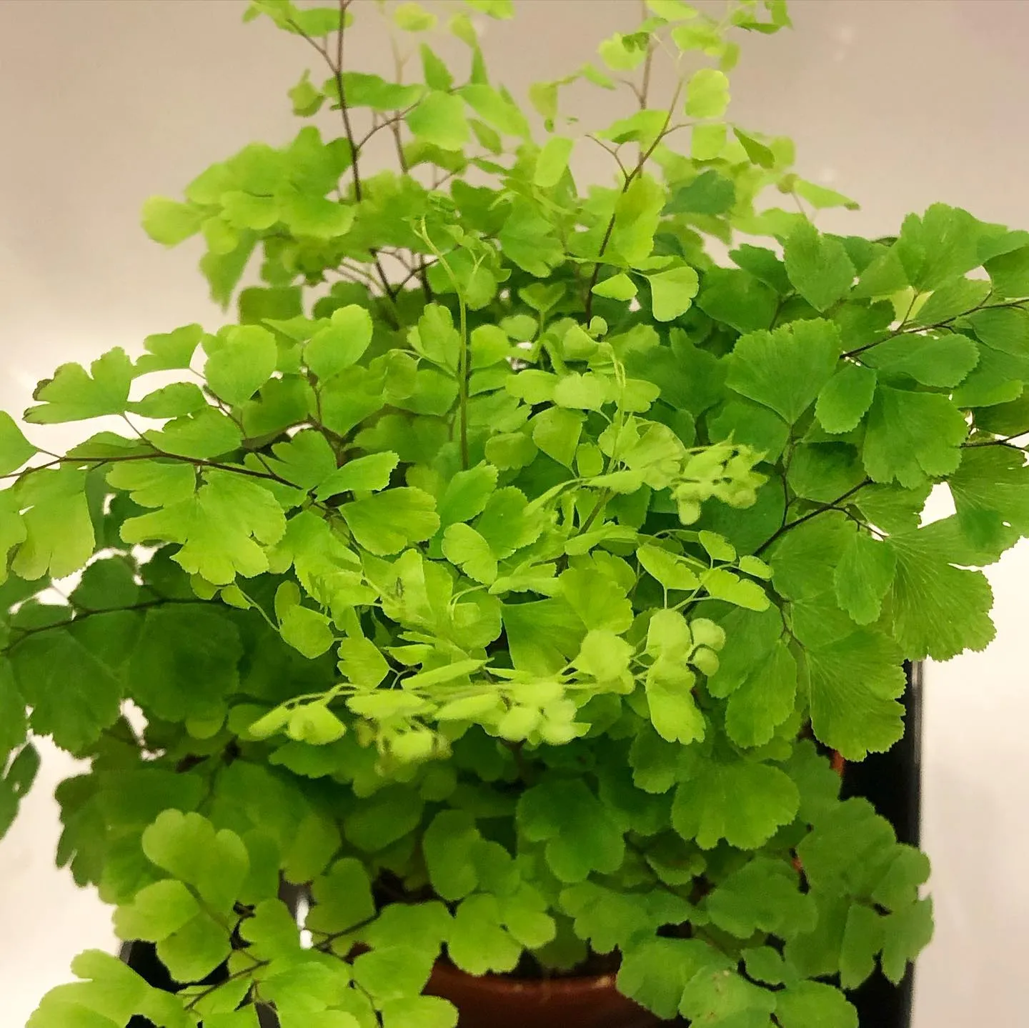 Plant FAQs: Adiantum Capillus Veneris