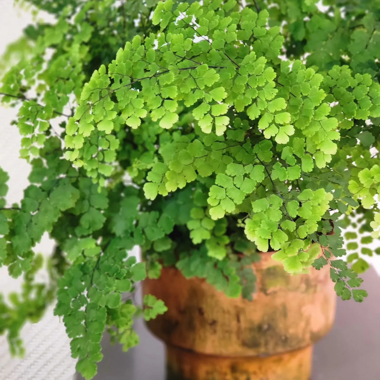 Plant FAQs: Adiantum Raddianum - Delta Maidenhair Fern