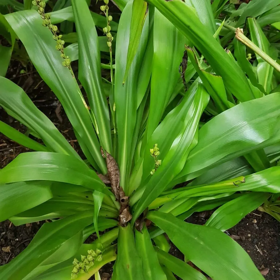 Plant FAQs: Aframomum Melegueta - Grains of Paradise - Melegueta Pepper