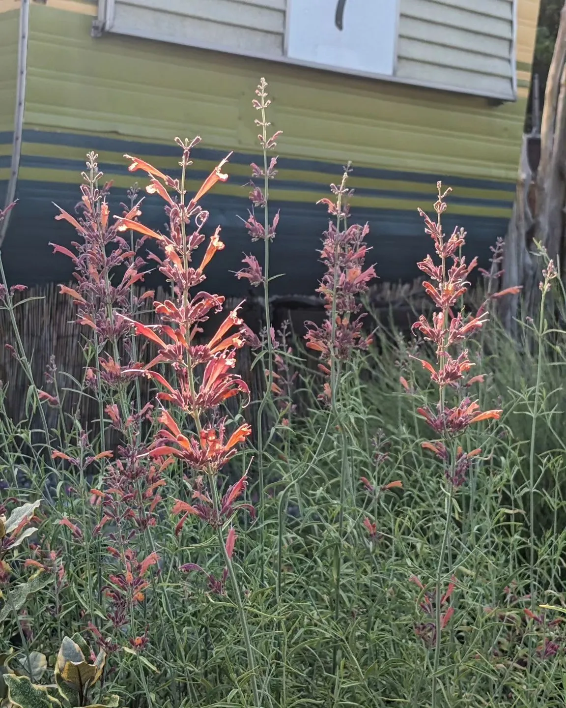 Plant FAQs: Agastache Rupestris - Licorice Mint - Sunset Hyssop