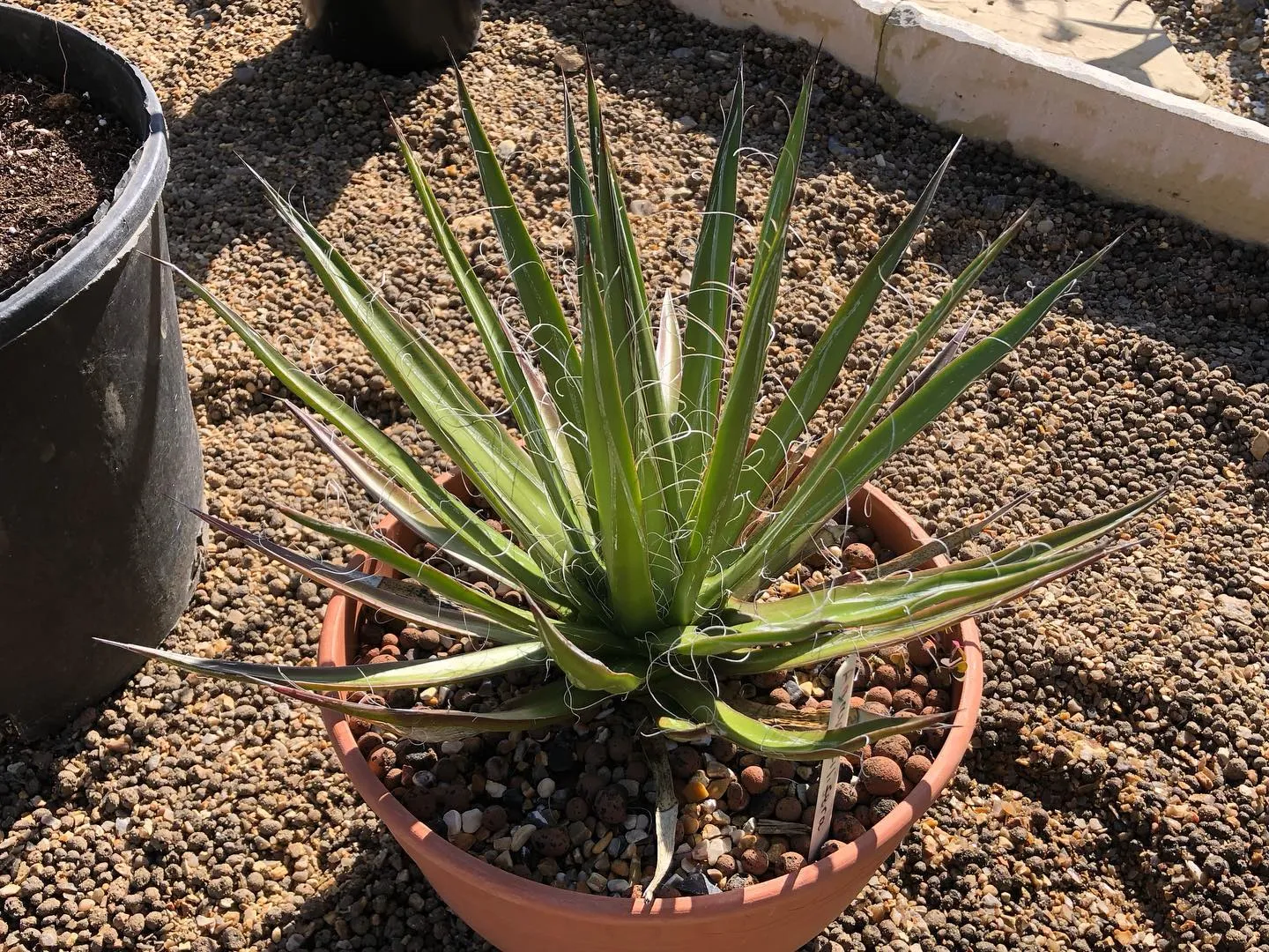 Plant FAQs: Agave Filifera - Thread Agave - Cotton Candy Agave