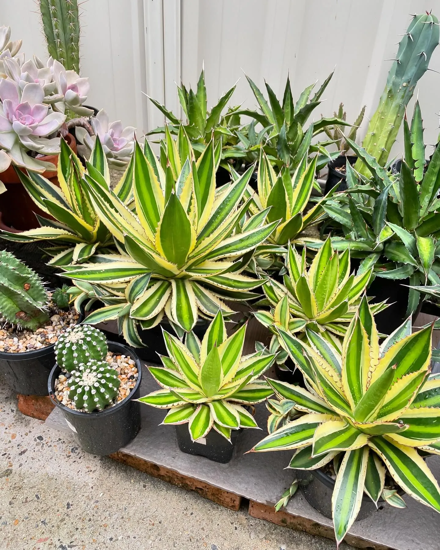 Plant FAQs: Agave Quadricolor