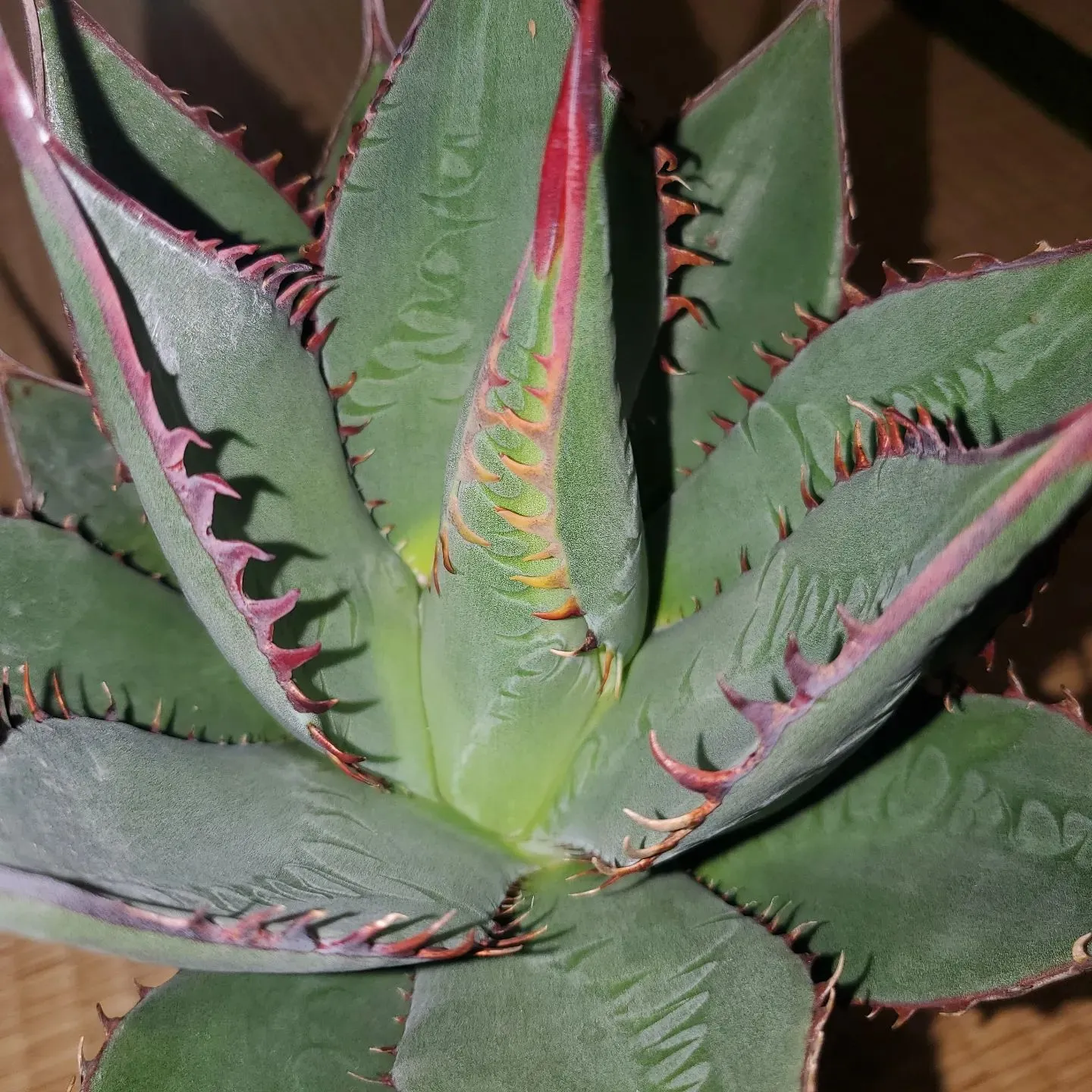 Plant FAQs: Shaw’s Agave - Agave Shawii