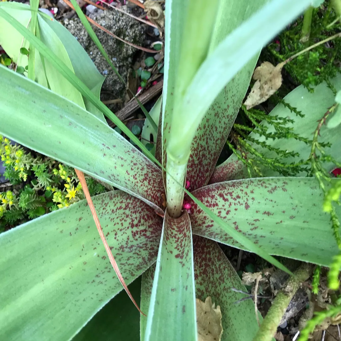Plant FAQs: Agave Virginica - False Aloe