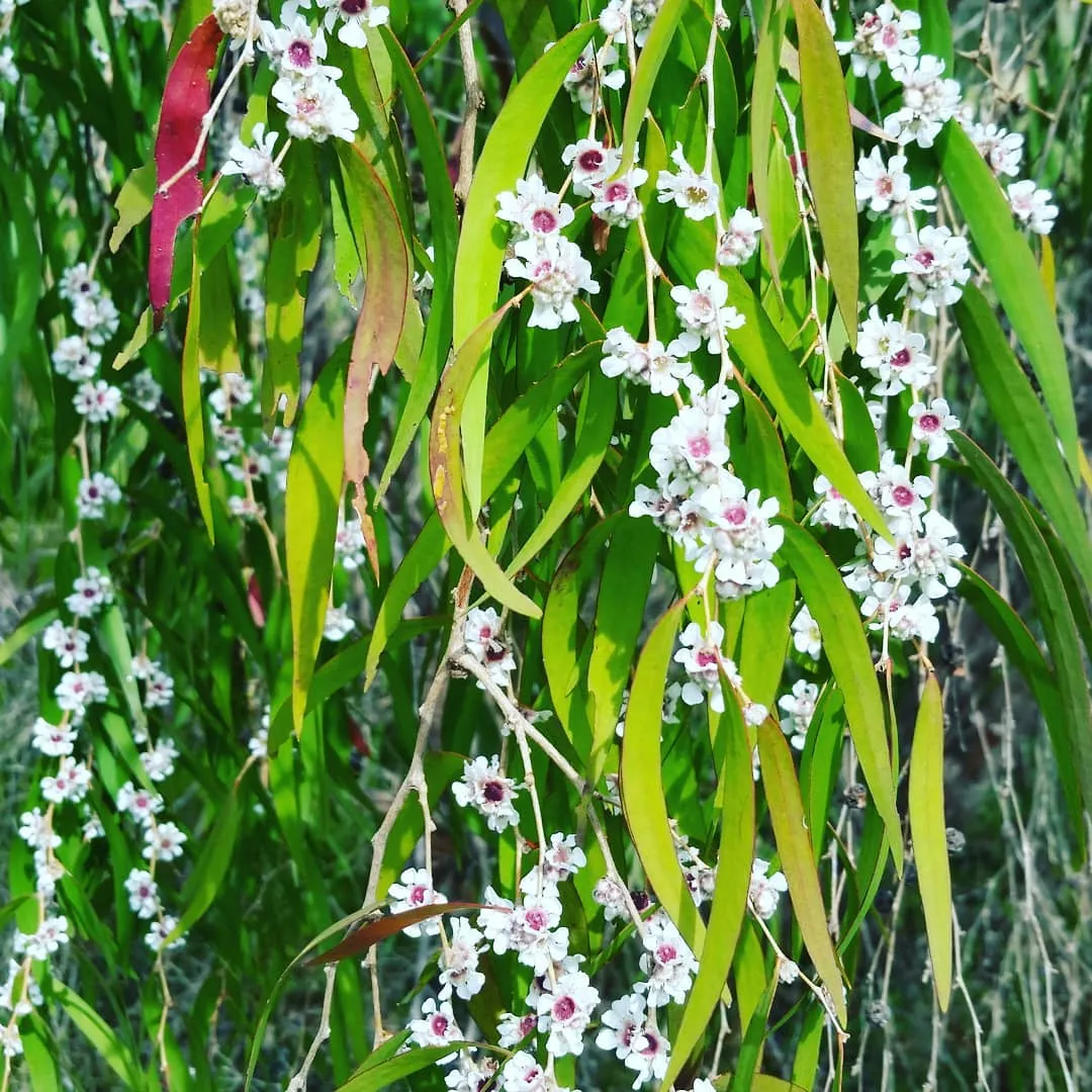 Plant FAQs: Agonis Flexuosa - Willow Myrtle - Australian Willow