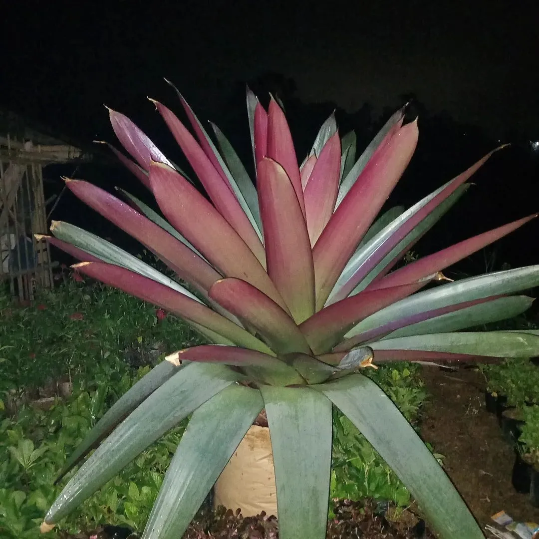 Plant FAQs: Alcantarea Imperialis