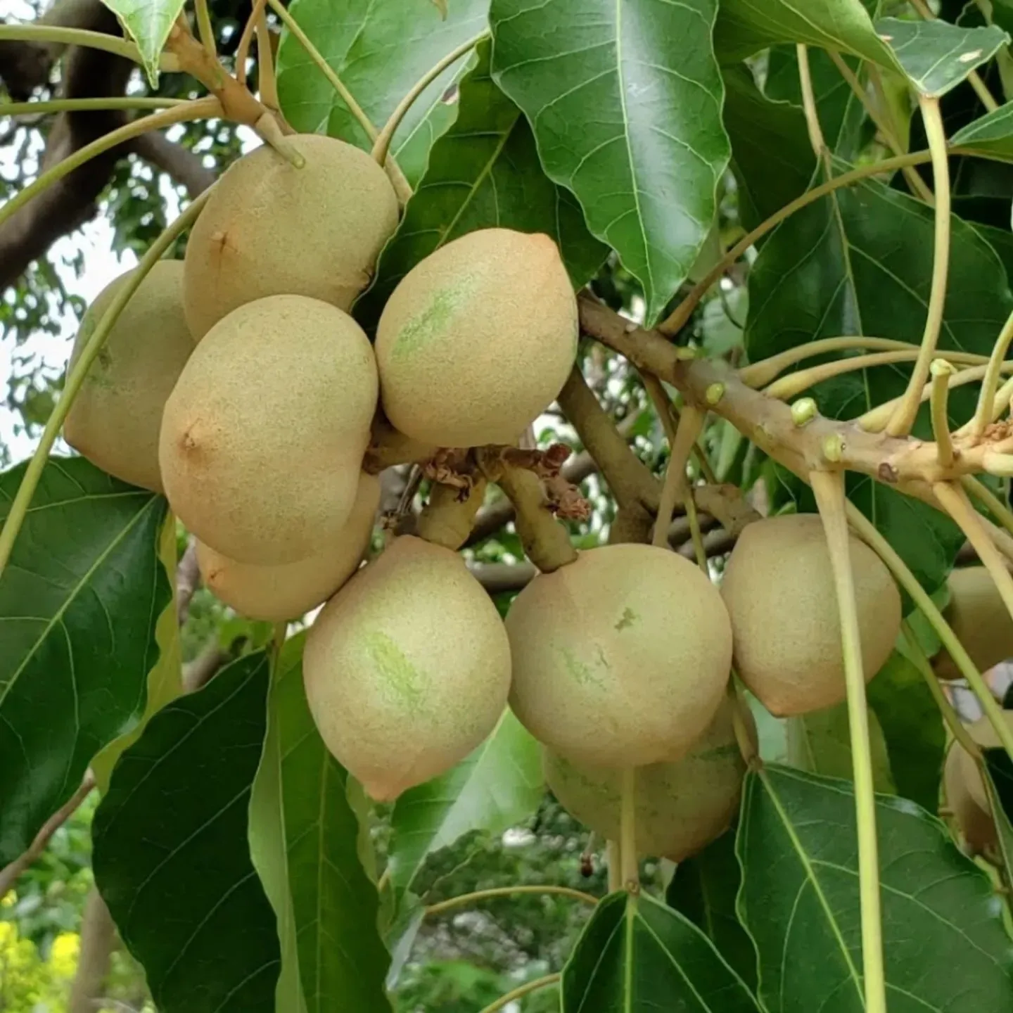 Plant FAQs: Aleurites Moluccana - Kukui - Candlenut Tree