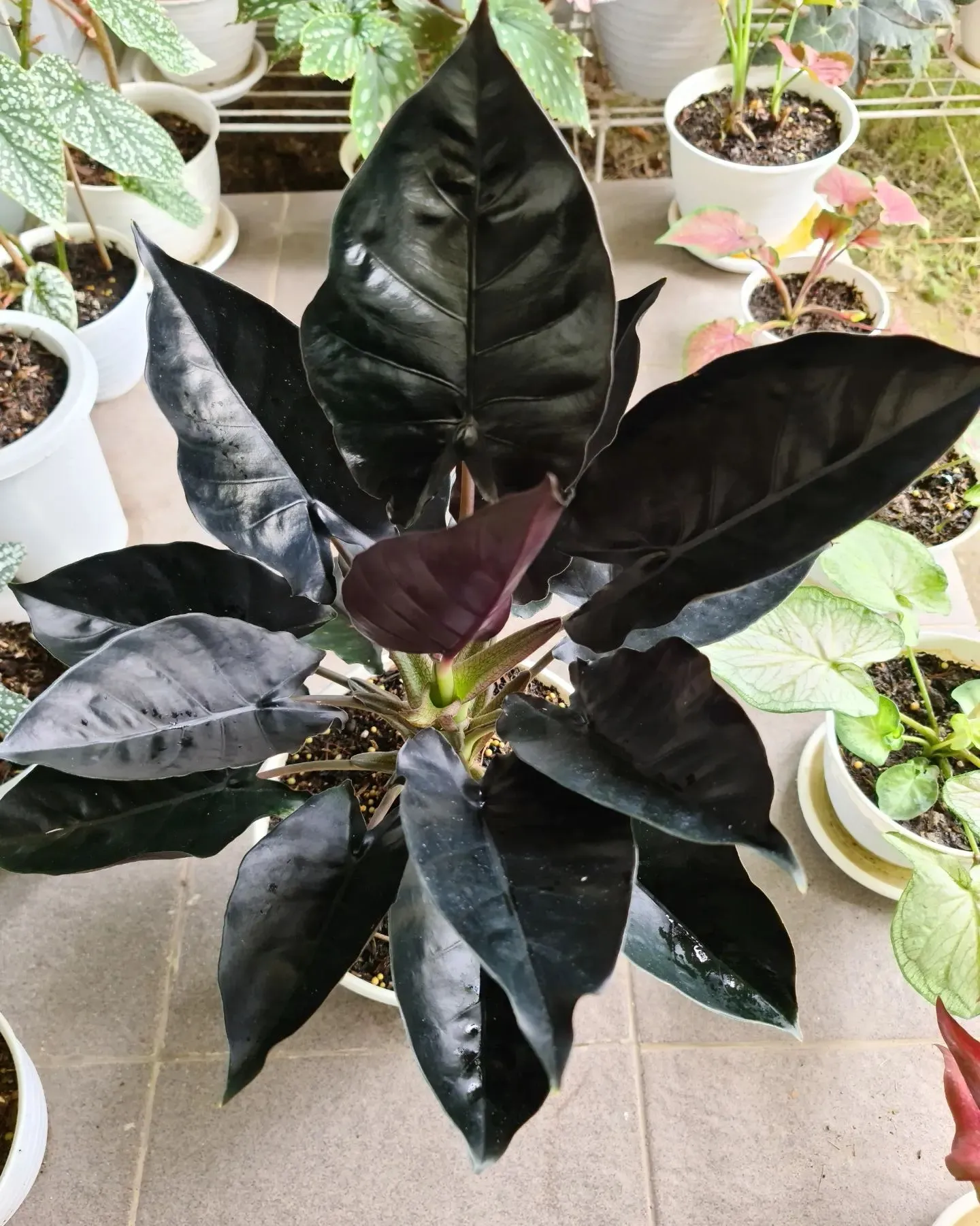 Plant FAQs: Alocasia Infernalis
