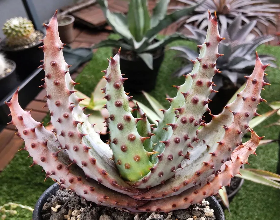 Plant FAQs: Aloe Marlothii