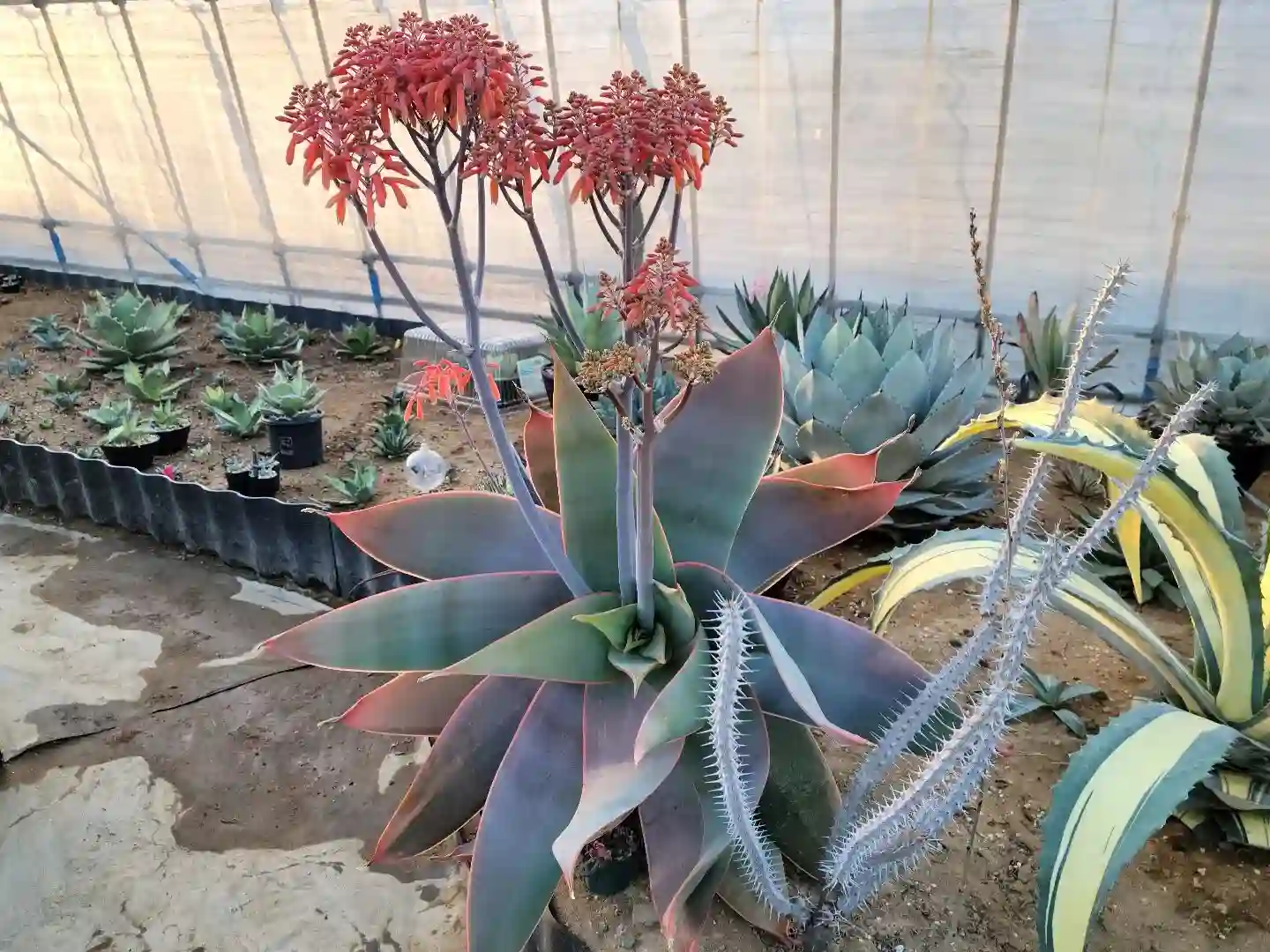 Plant FAQs: Aloe Striata - Coral Aloe