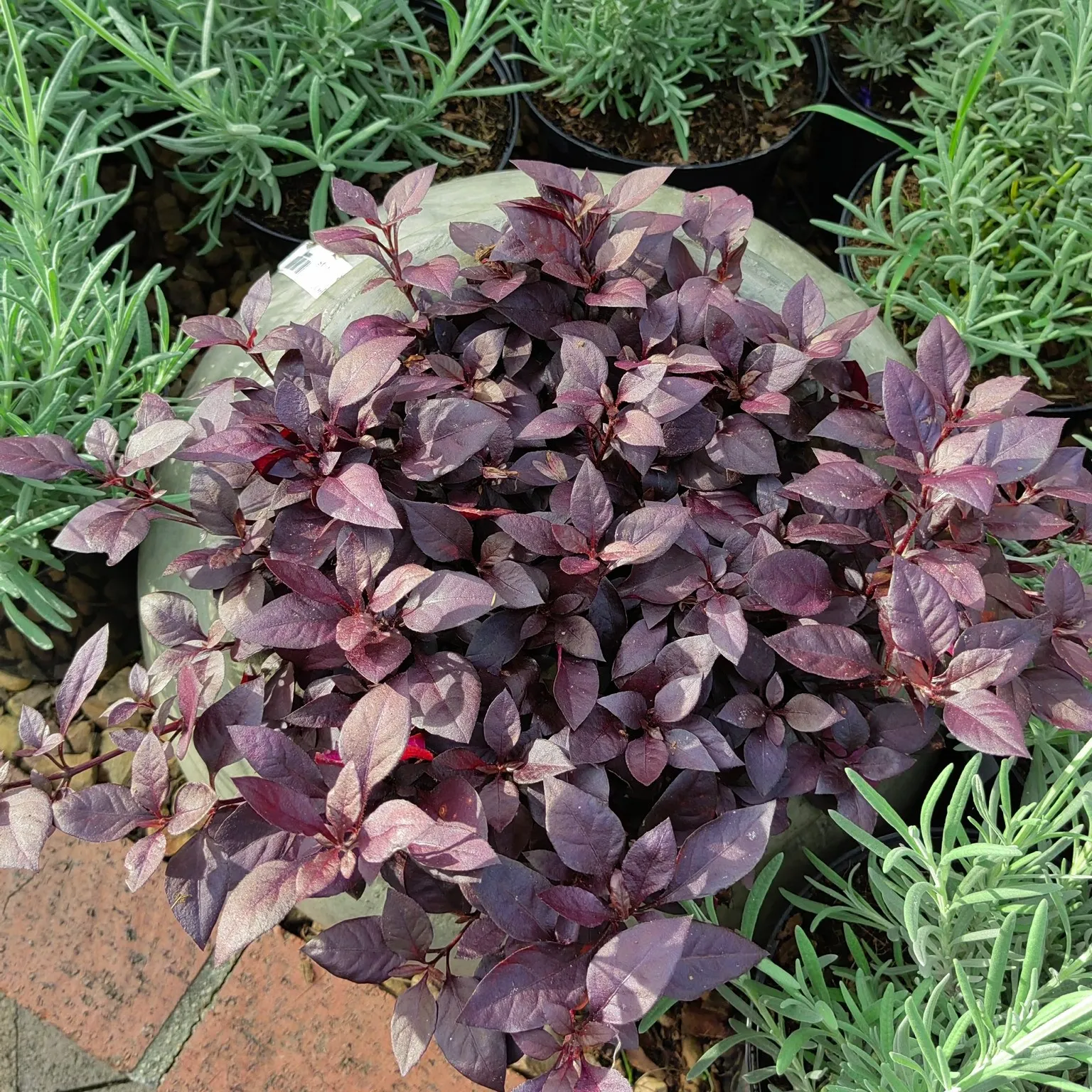Plant FAQs: Alternanthera Purple Prince