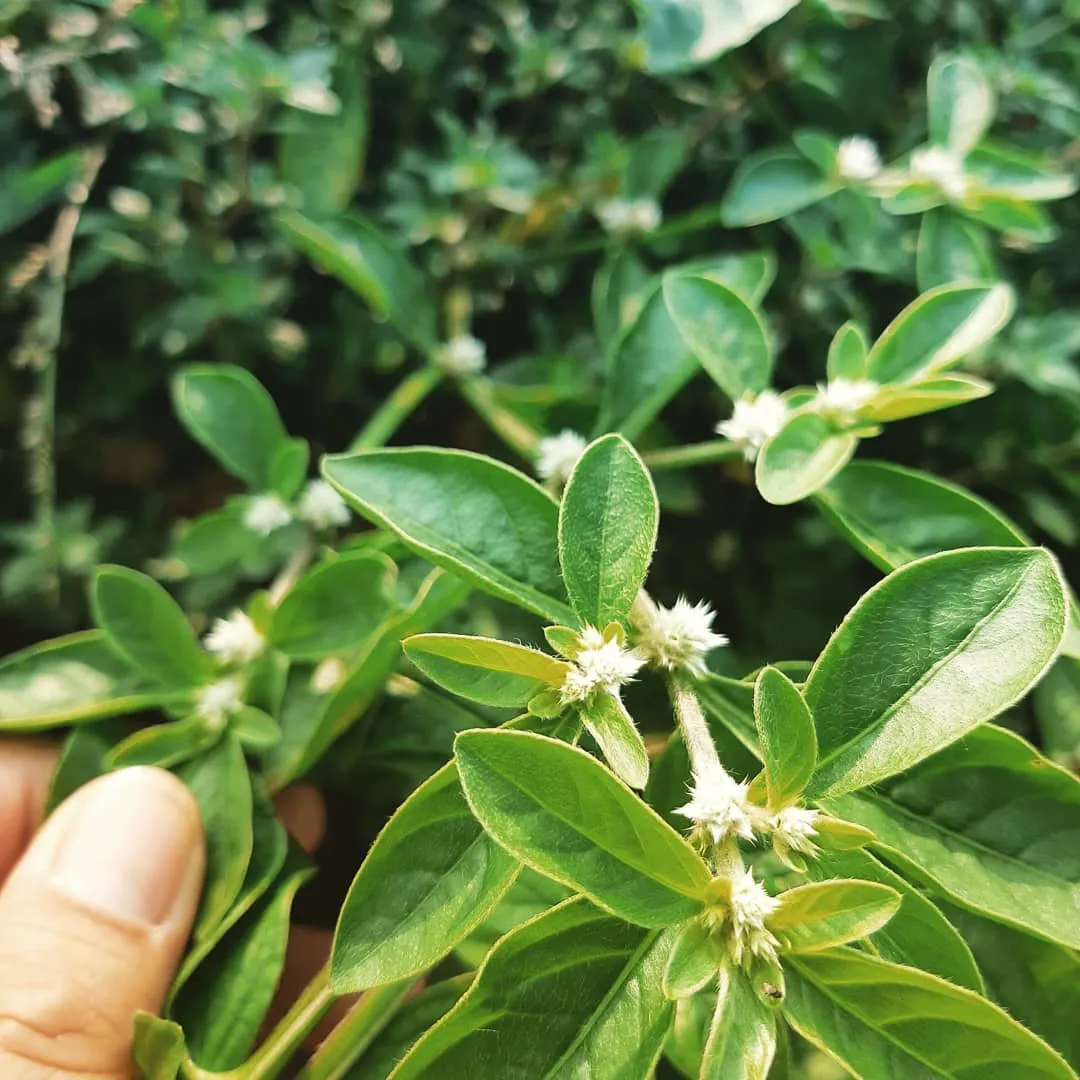 Plant FAQs: Sessile Joyweed - Alternanthera Sessilis - Red Calico Plant