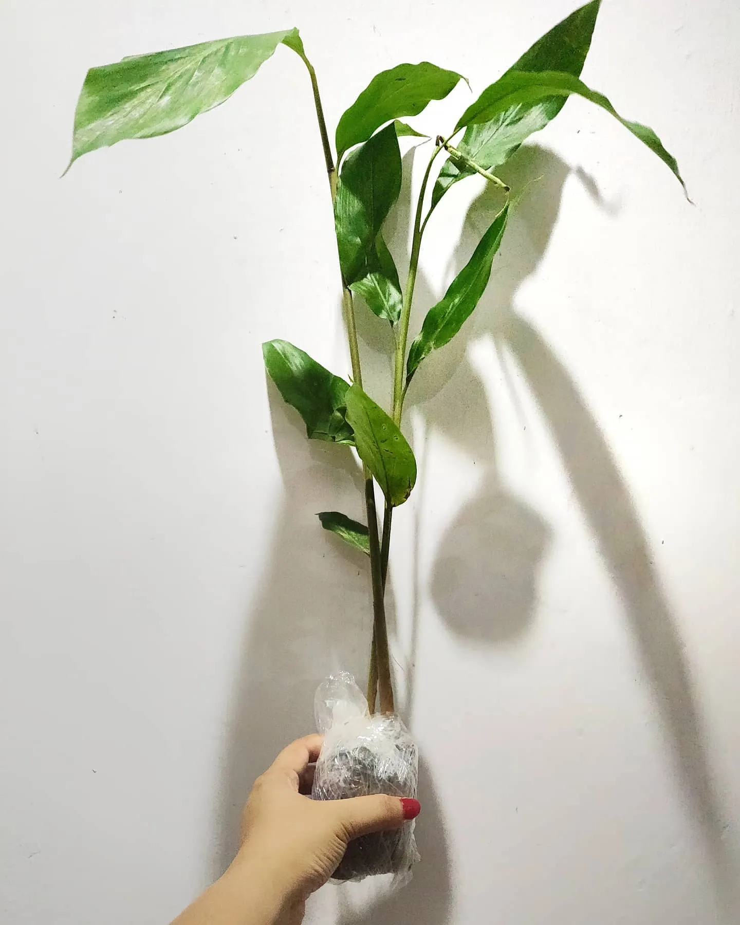 Plant FAQs: Amomum Costatum - Black Cardamom - Hornstedtia Costata
