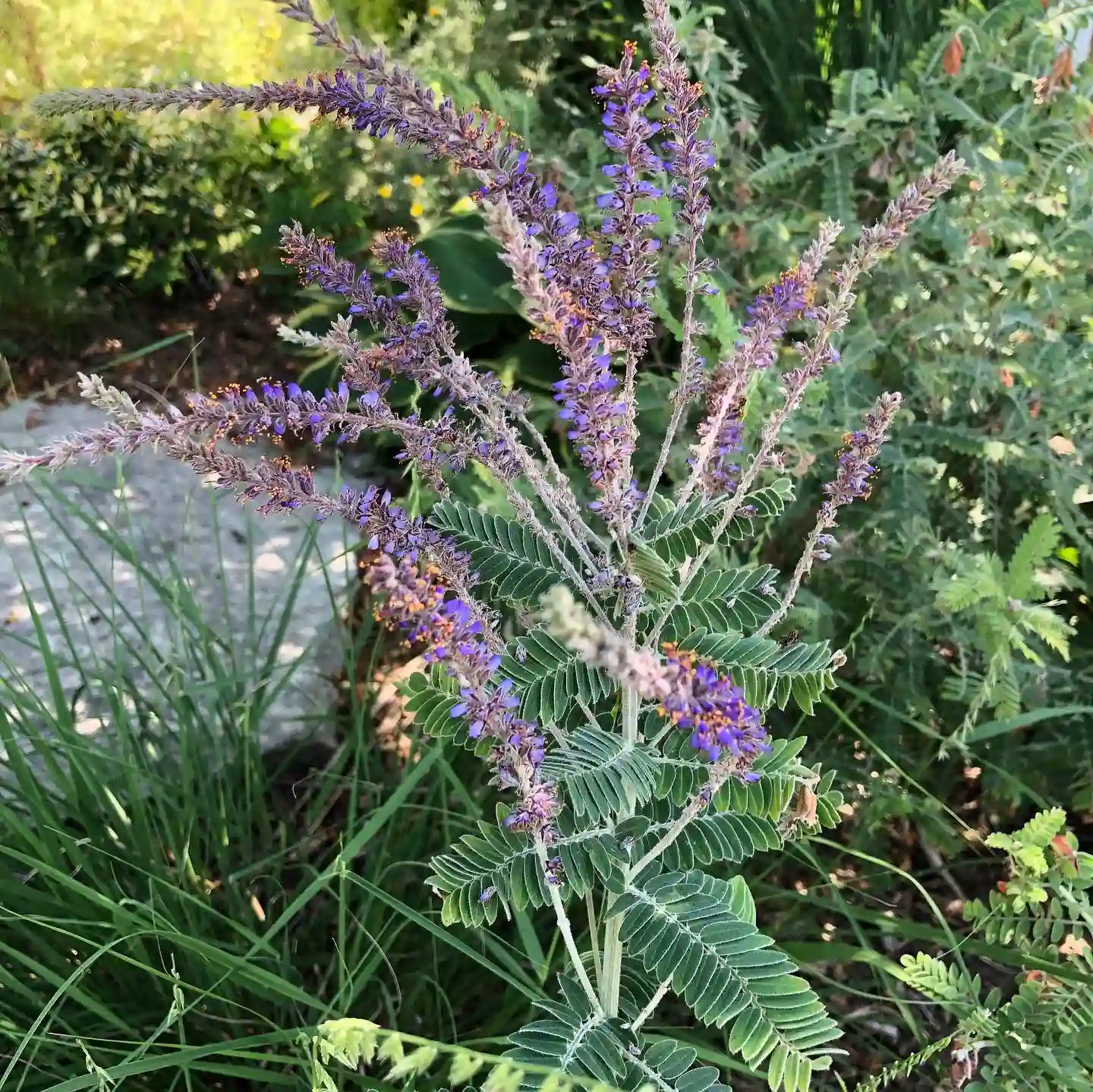 Plant FAQs: Amorpha Canescens - Lead Plant