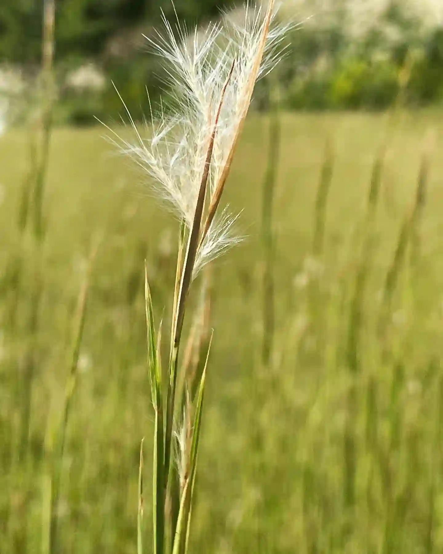 Plant FAQs: Andropogon Virginicus - Broomsedge Bluestem