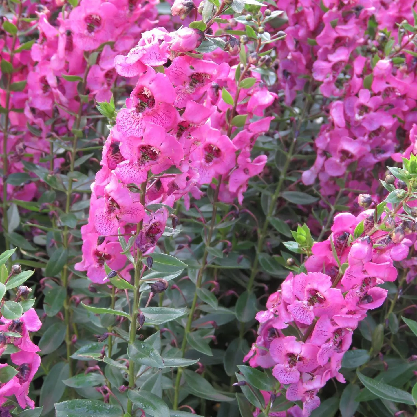 Plant FAQs: Angelonia Archangel