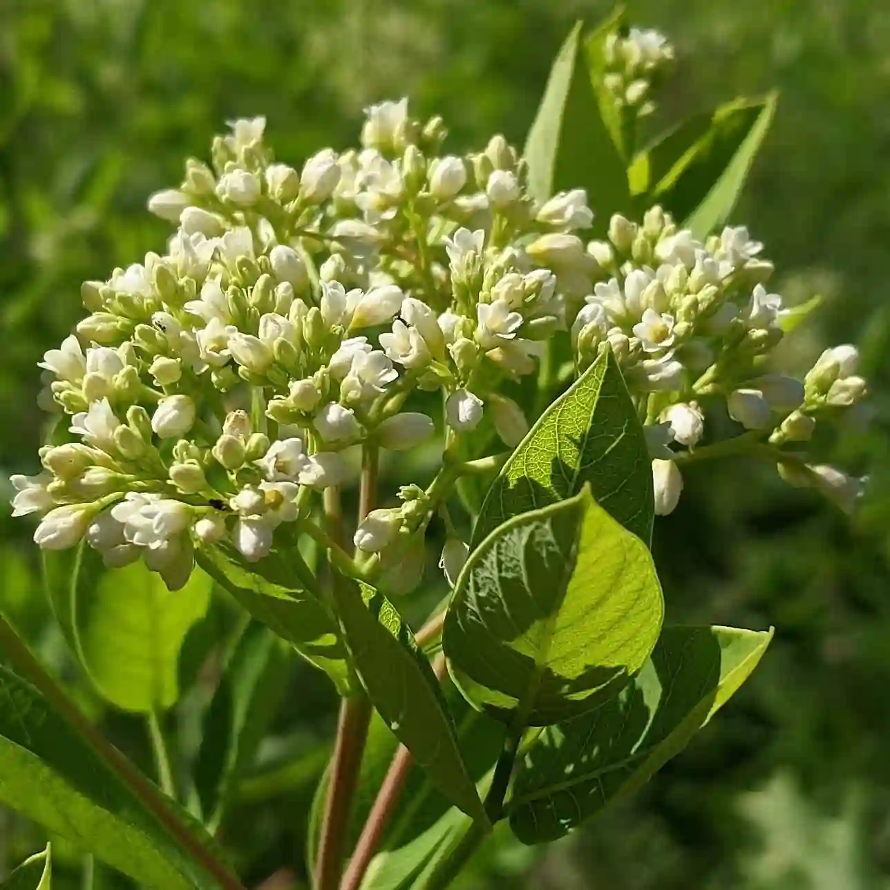 Plant FAQs: Apocynum Cannabinum - Hemp Dogbane