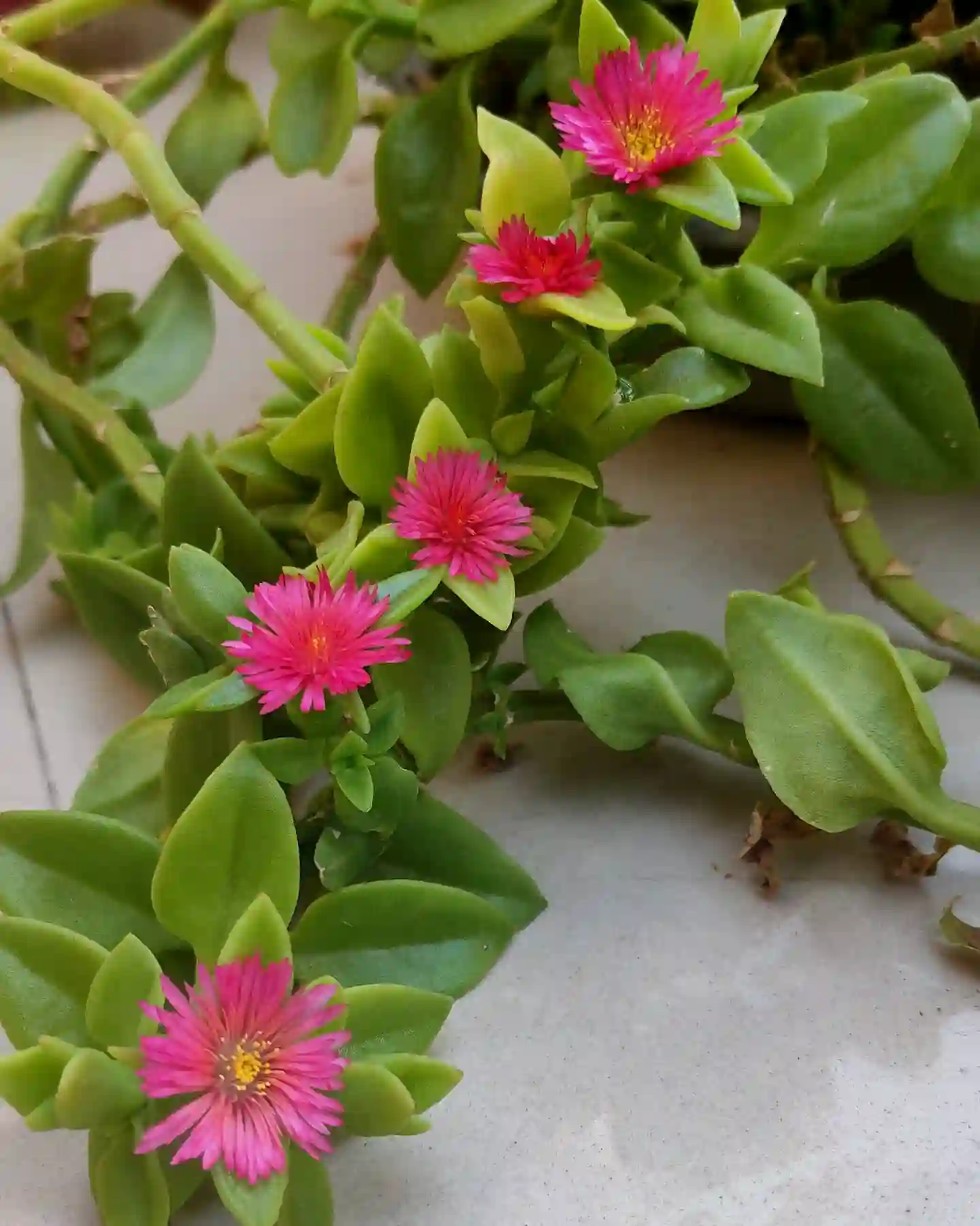 Plant FAQs: Aptenia Cordifolia - Baby Sun Rose - Heartleaf Ice Plant ...