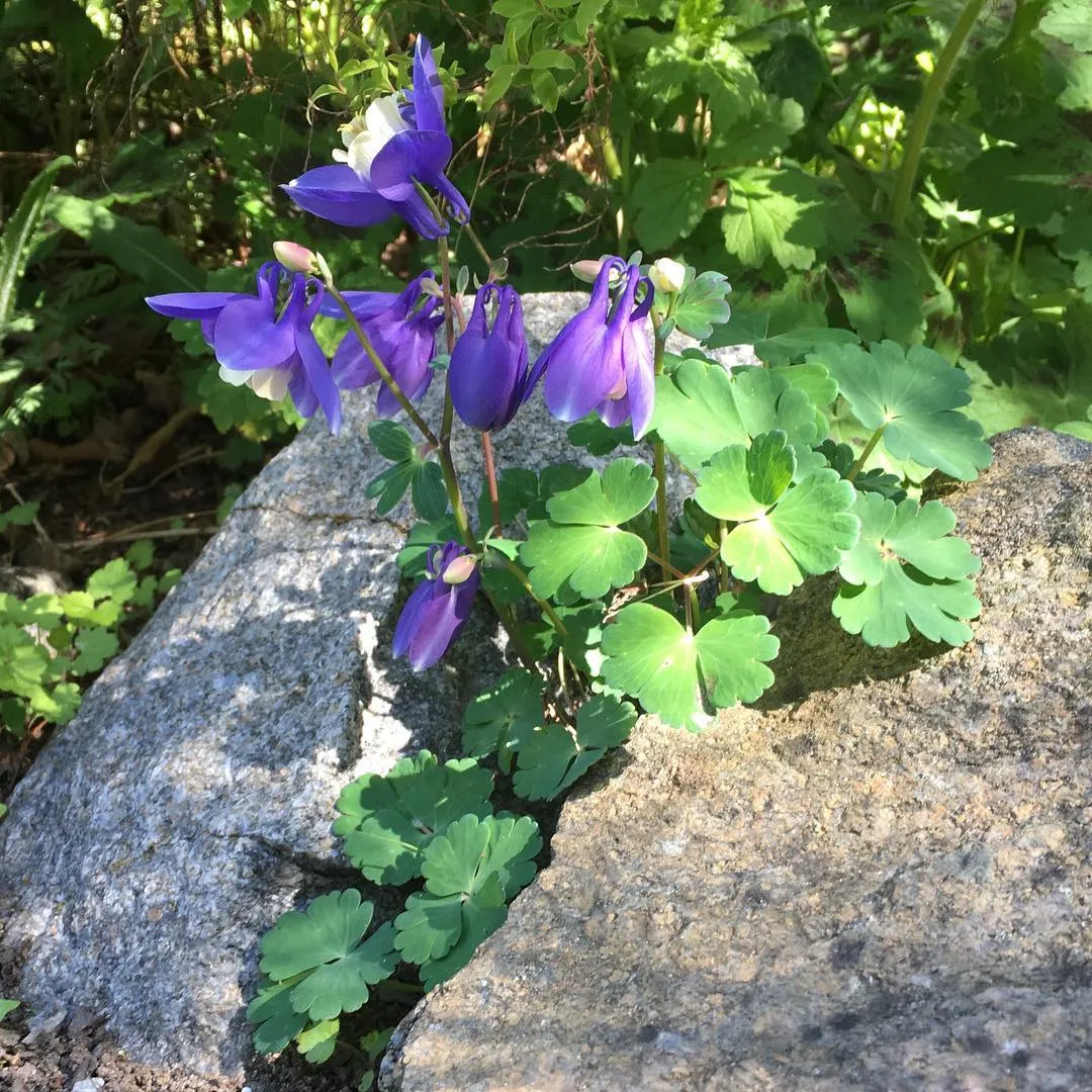 Plant FAQs: Aquilegia Alpina - Alpine Columbine