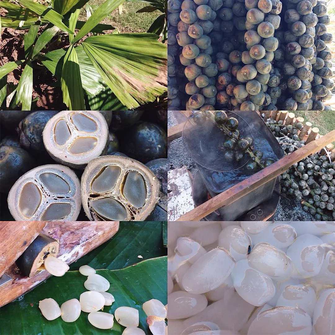 Plant FAQs: Arenga Pinnata - Sugar Palm