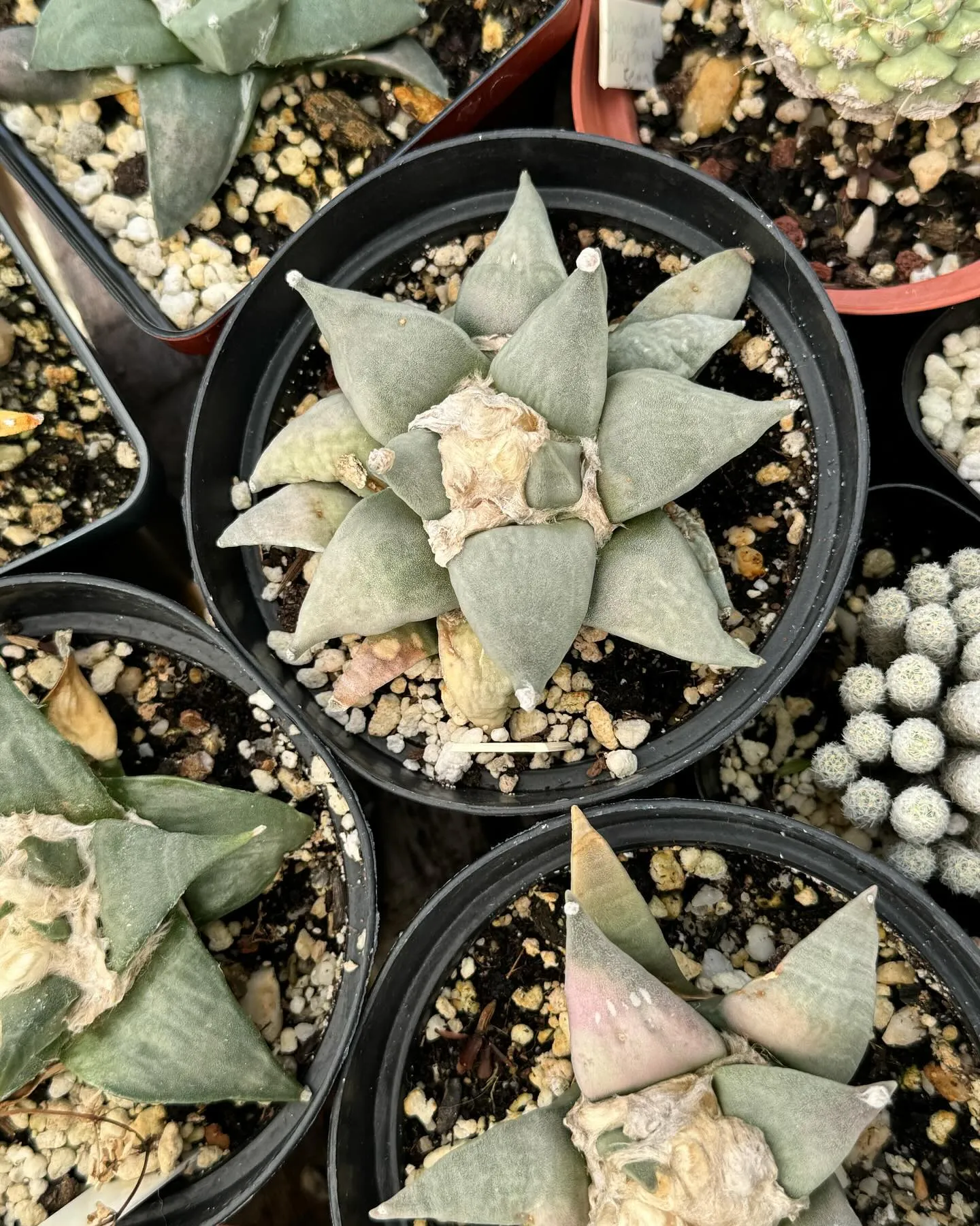 Plant FAQs: Ariocarpus Retusus