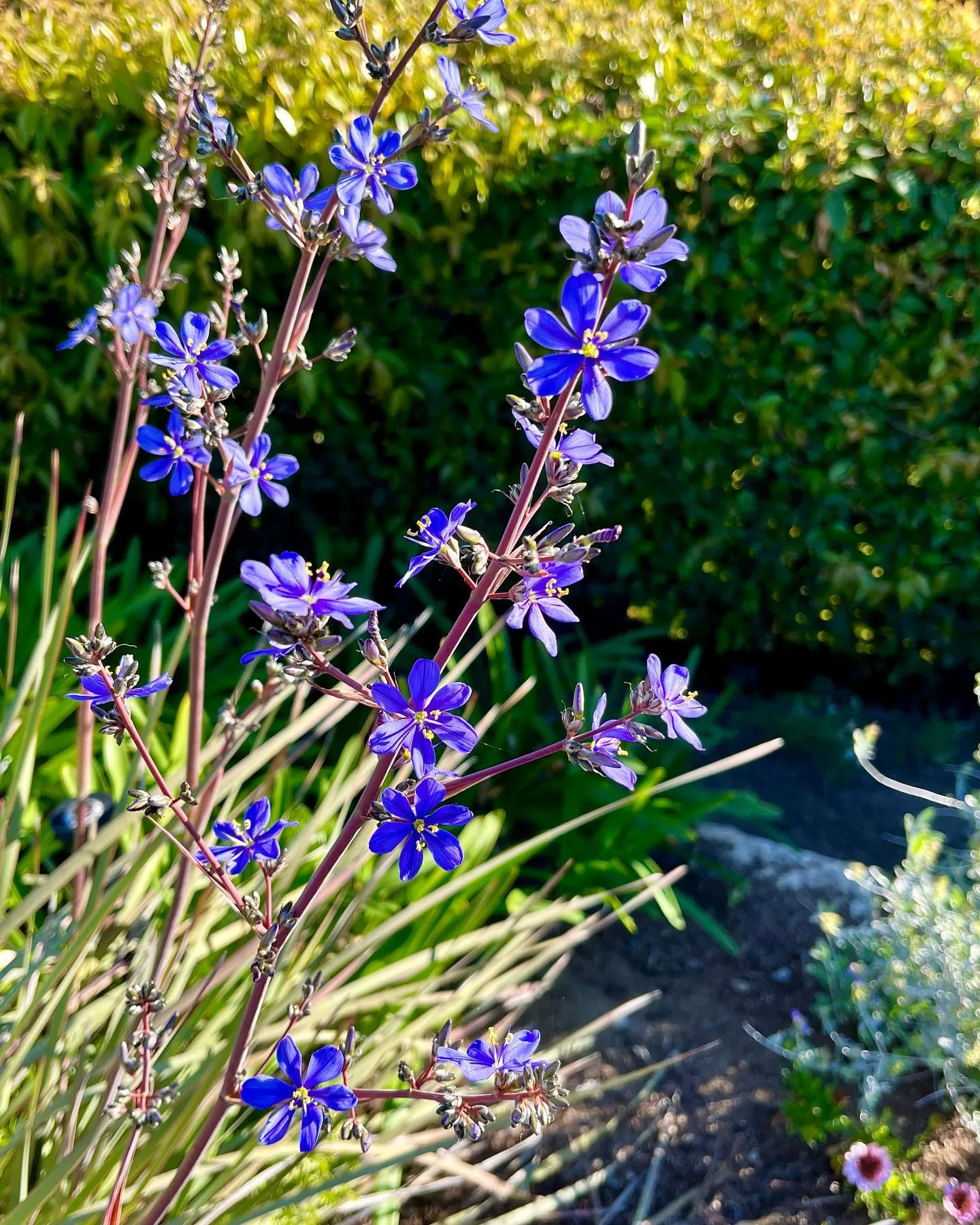 Plant FAQs: Aristea
