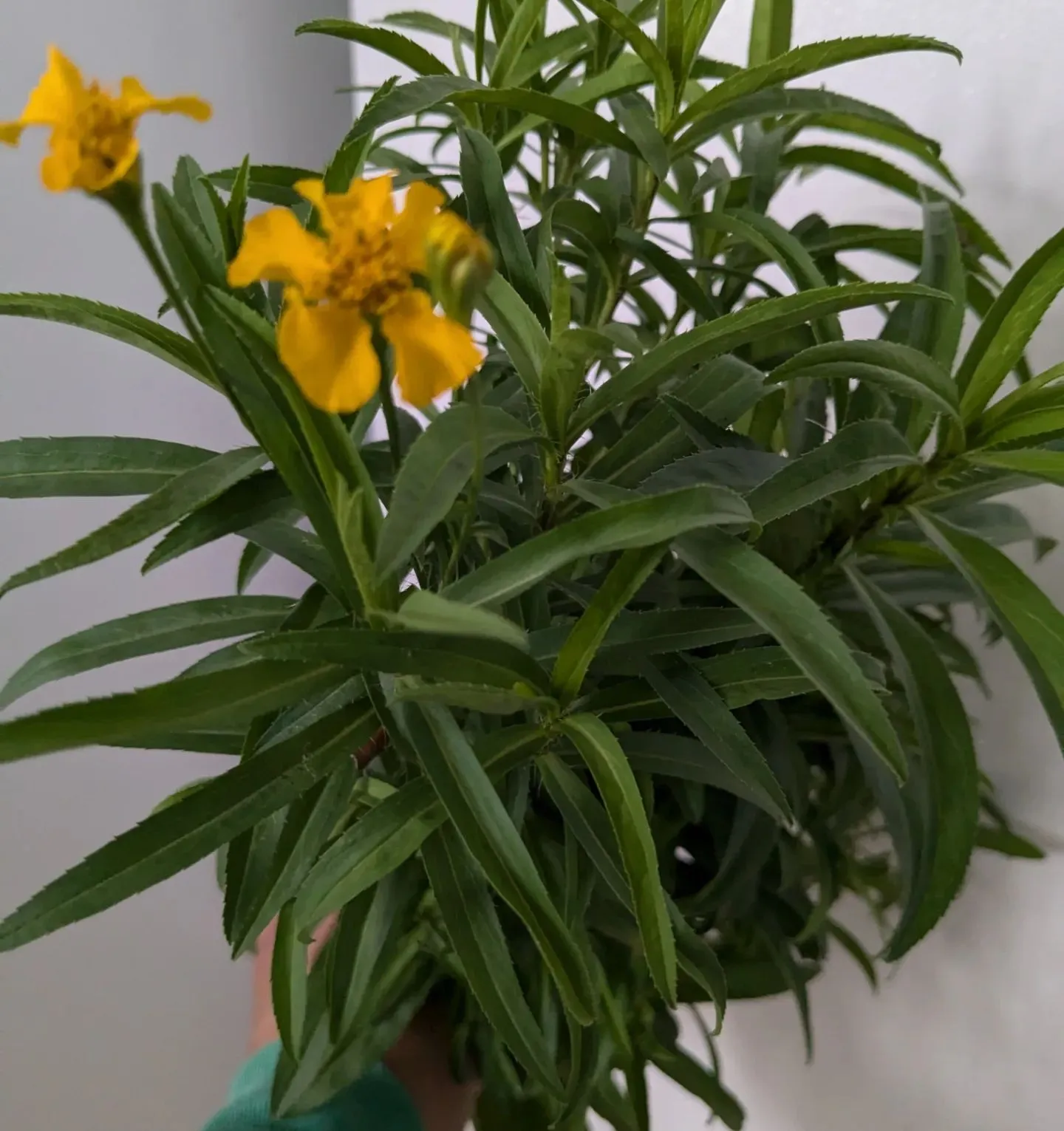 Plant FAQs: Artemisia Dracunculus - Tarragon