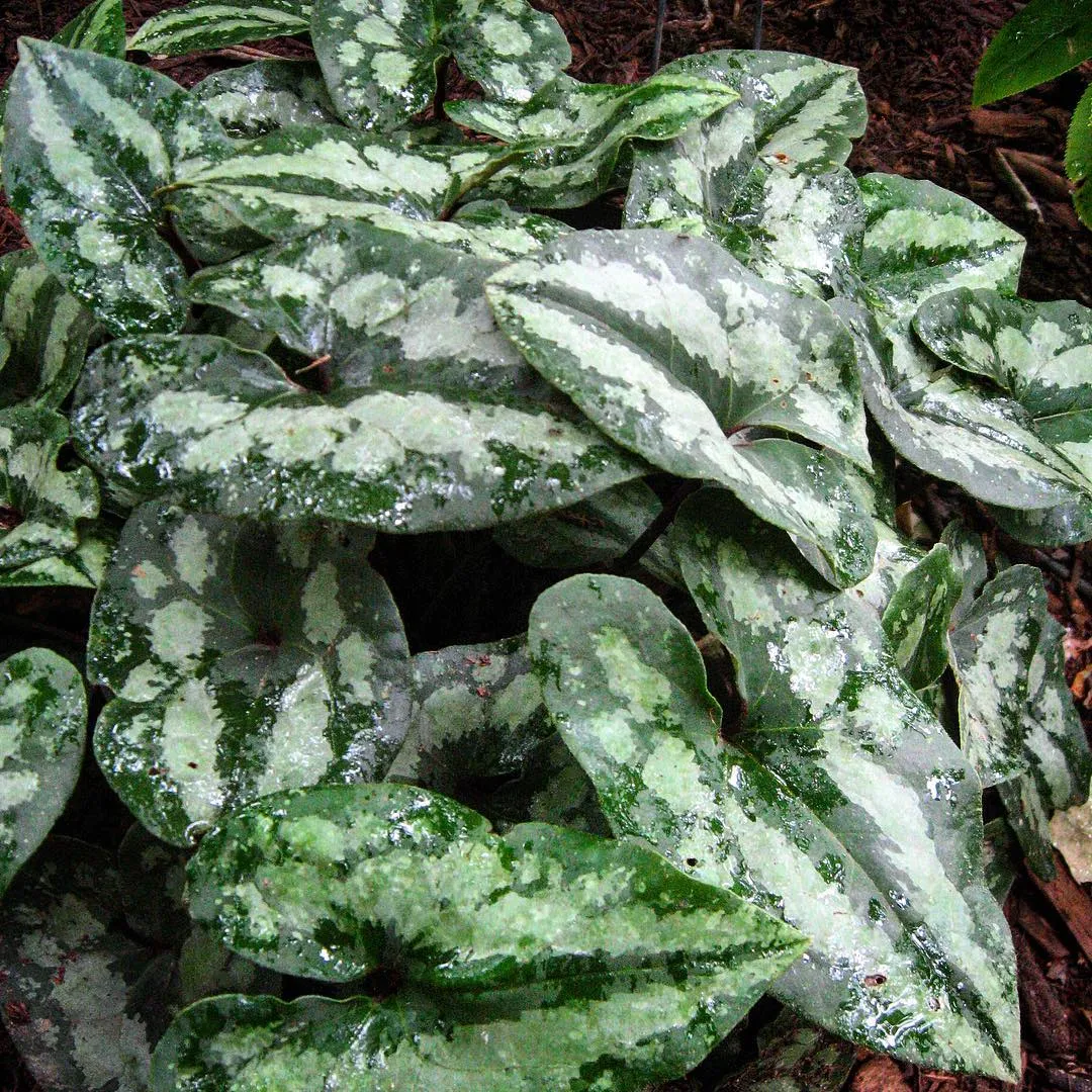 Plant FAQs: Asarum Splendens - Chinese Wild Ginger