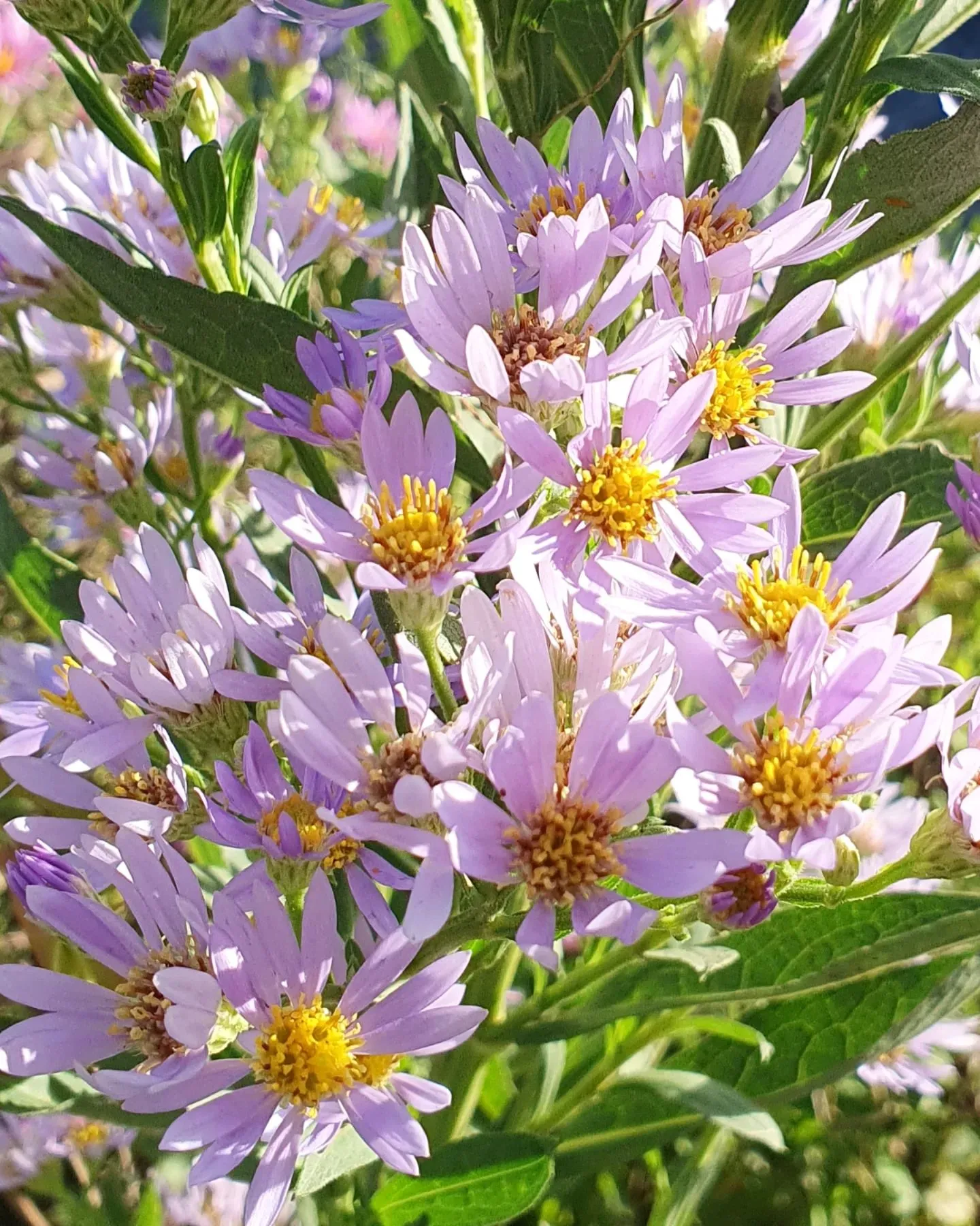 Plant FAQs: Aster Tataricus