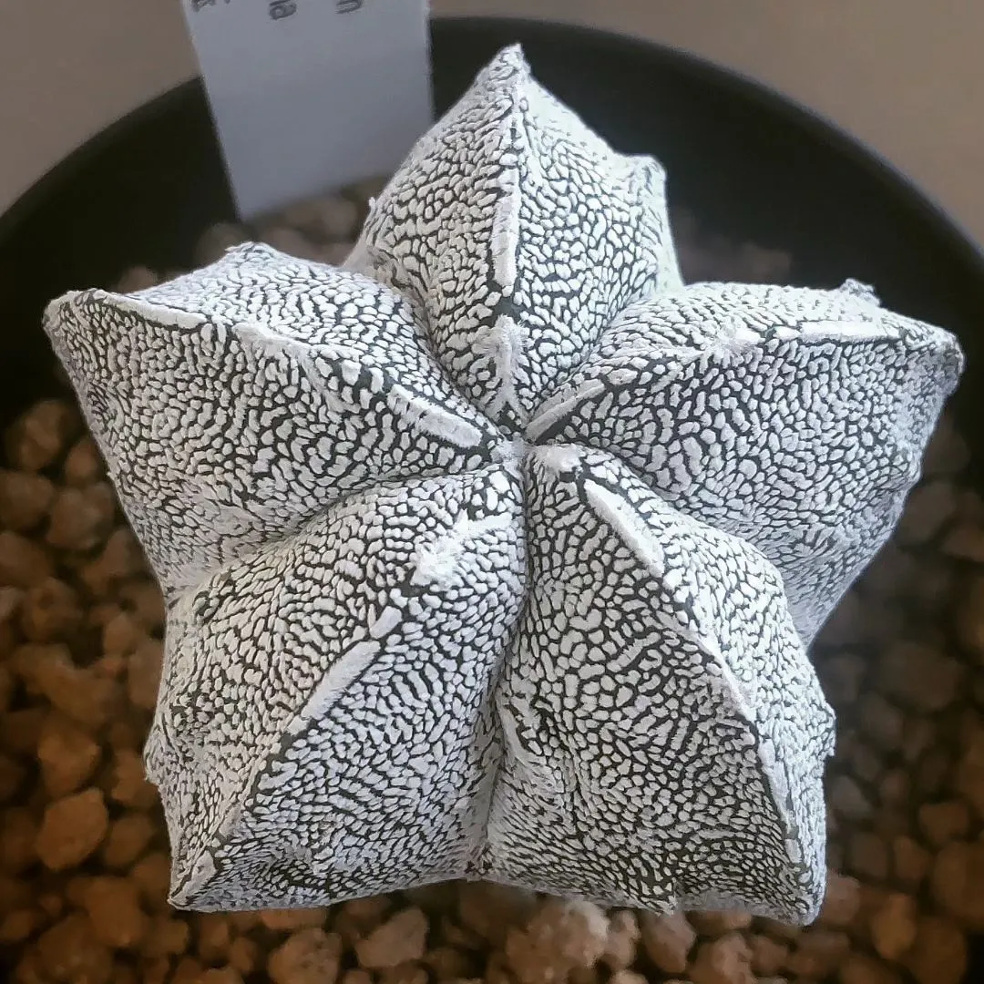 Plant FAQs: Astrophytum Myriostigma - Bishop's Cap Cactus