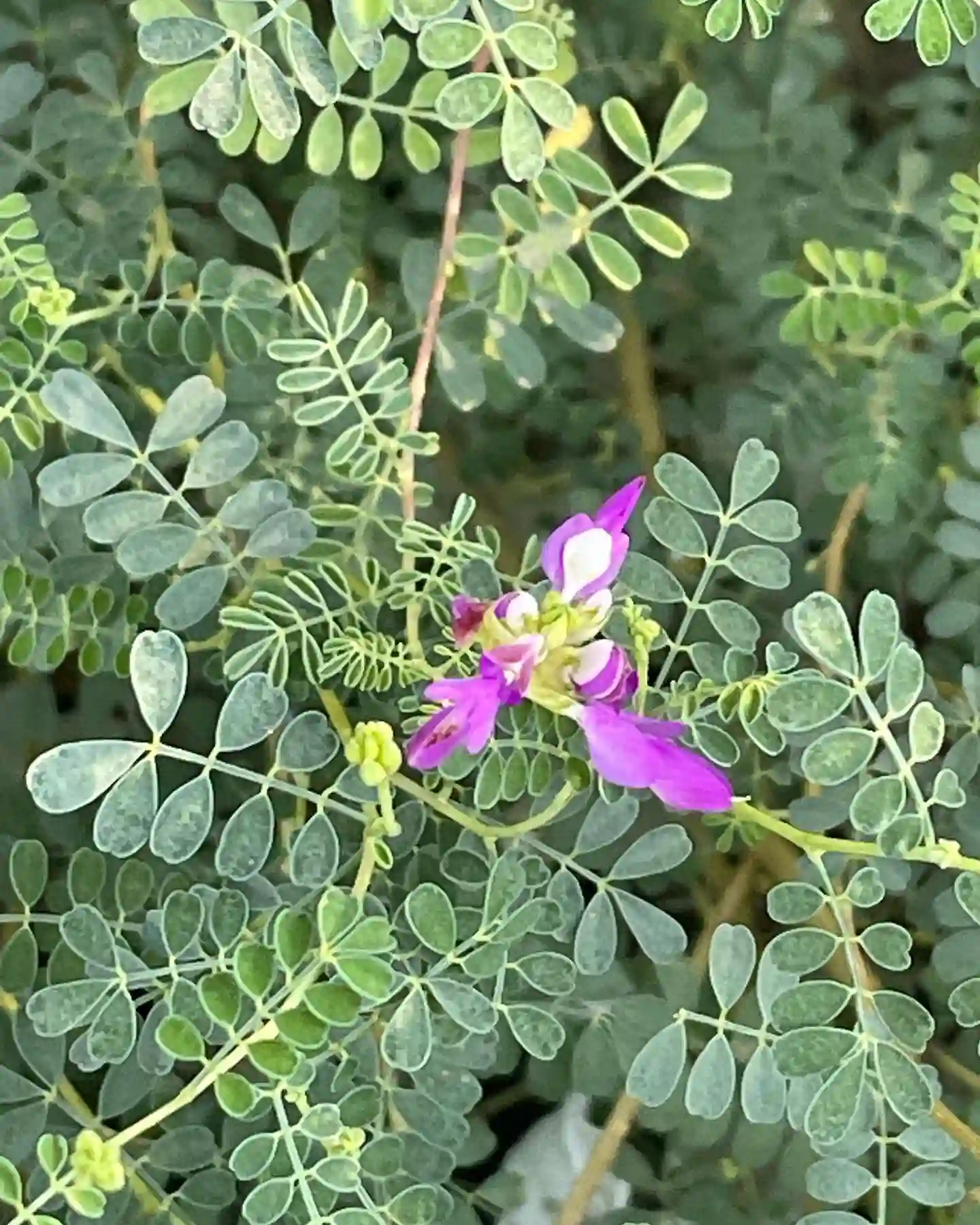 Plant FAQs: Dalea Frutescens - Black Dalea