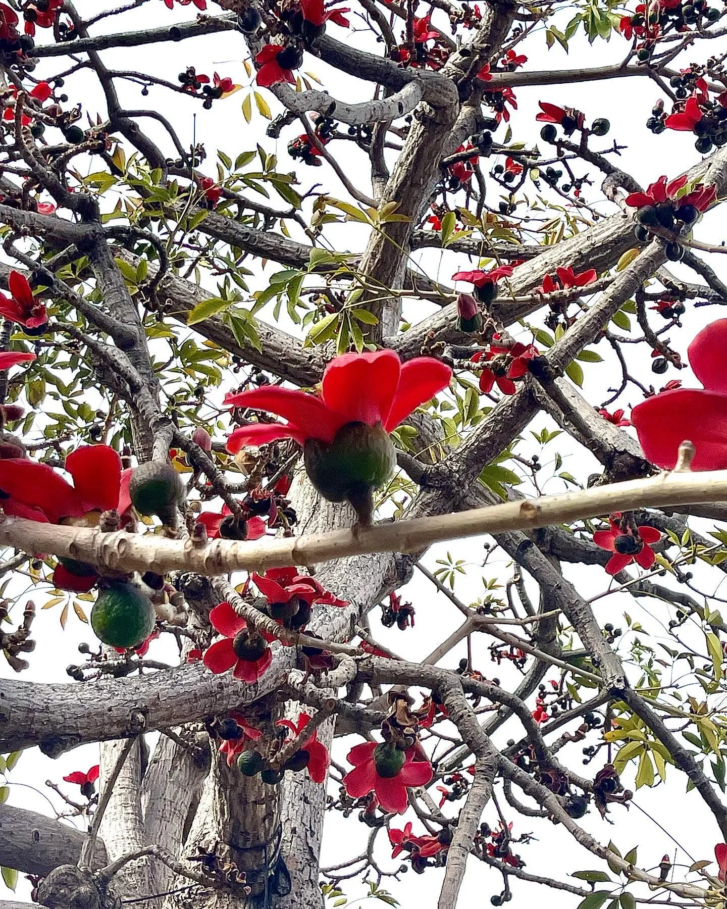 Plant FAQs: Bombax Ceiba - Silk Cotton Tree