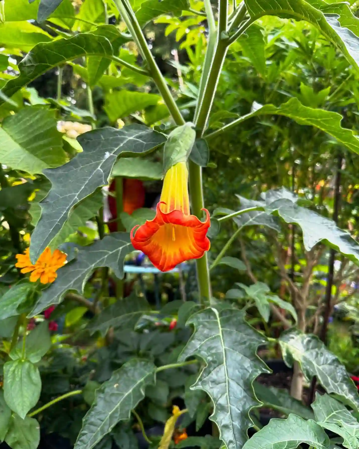 Plant FAQs: Brugmansia Sanguinea - Red Angel's Trumpet