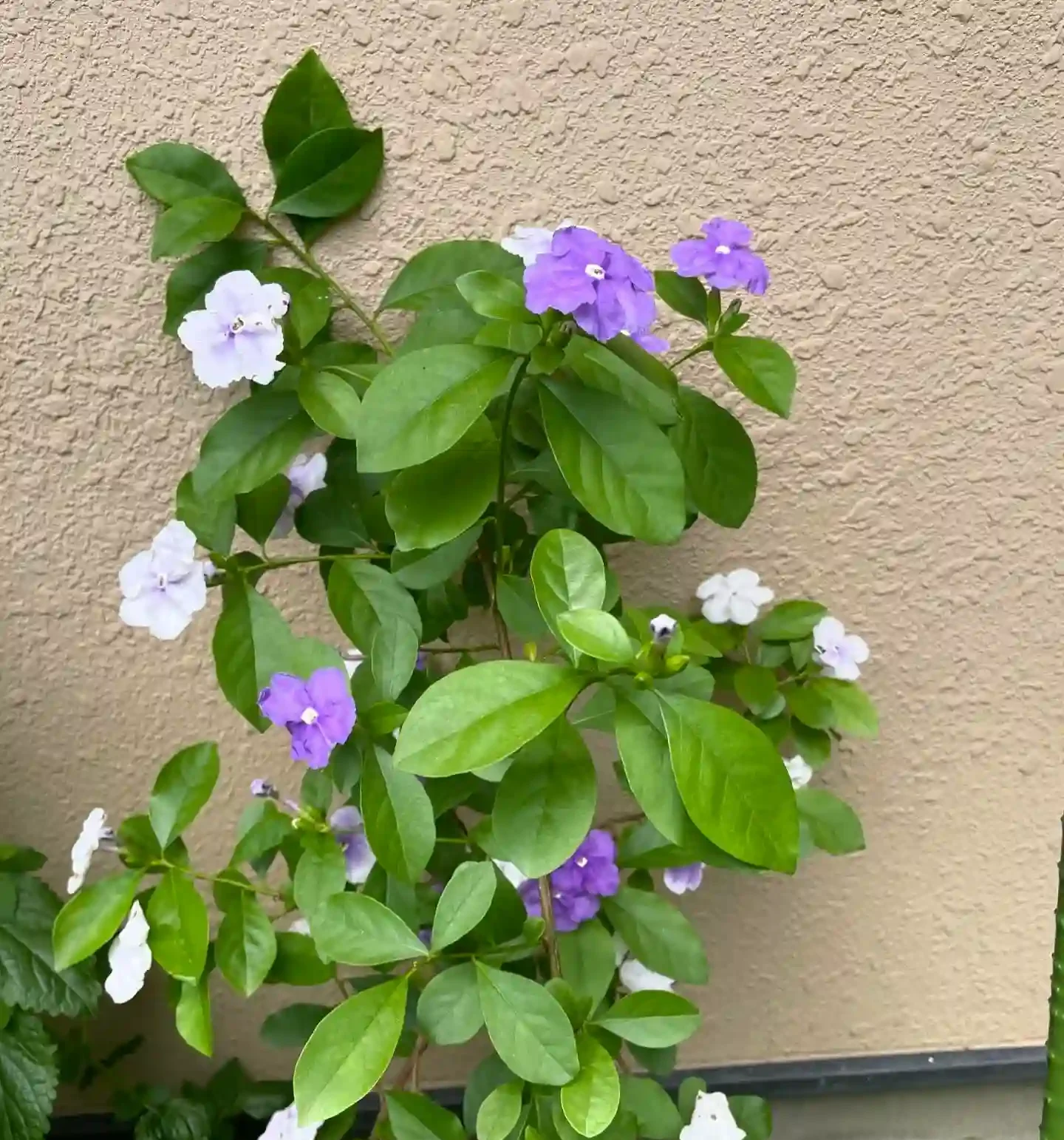 Plant FAQs: Brunfelsia Latifolia - Yesterday-Today-and-Tomorrow